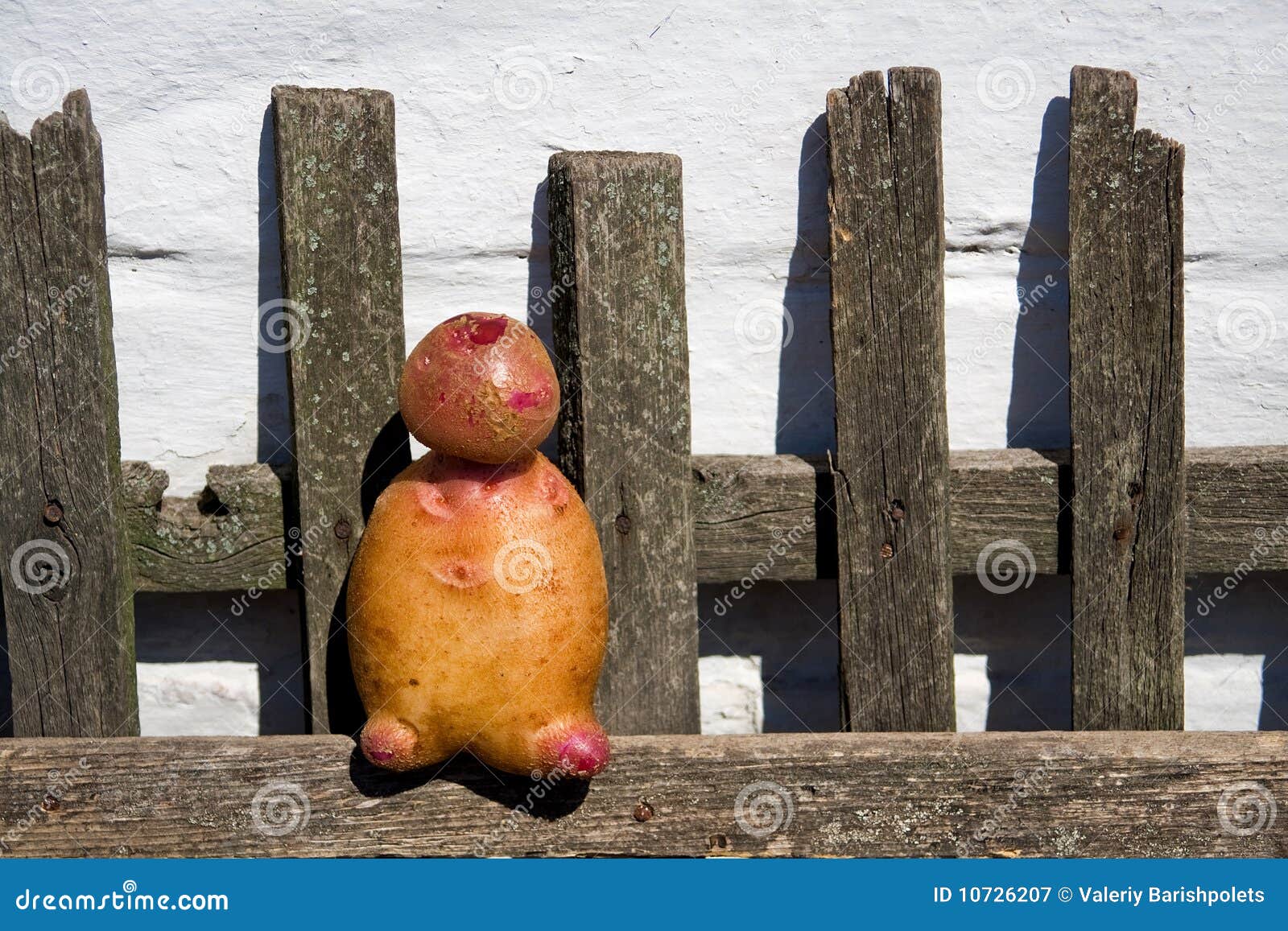 Potato man stock image. Image of wooden, fence, figure - 10726207