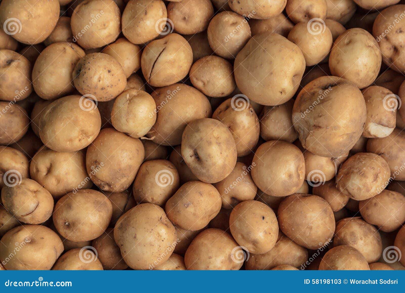 Potato stock image. Image of agriculture, copy, studio - 58198103
