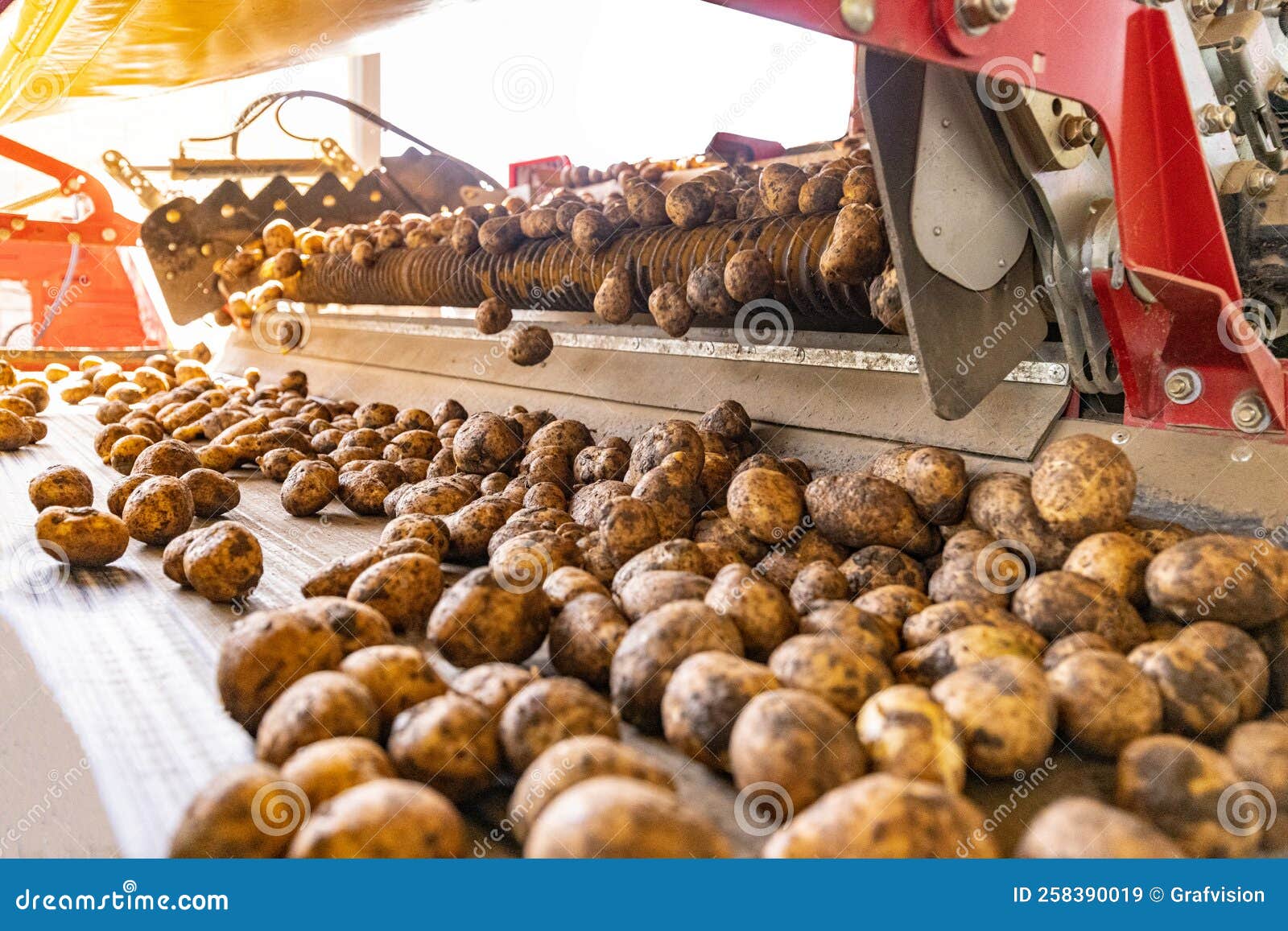 Potato packing factory stock image. Image of belt, farmland - 258390019