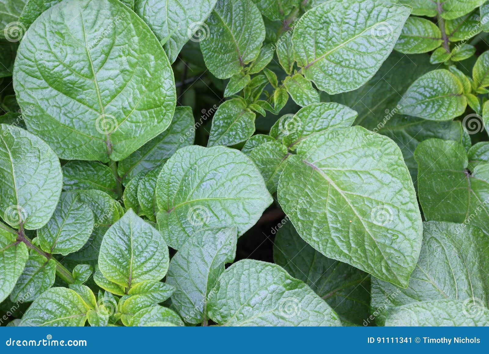 Potato Patch stock image. Image of nutrients, spring - 91111341