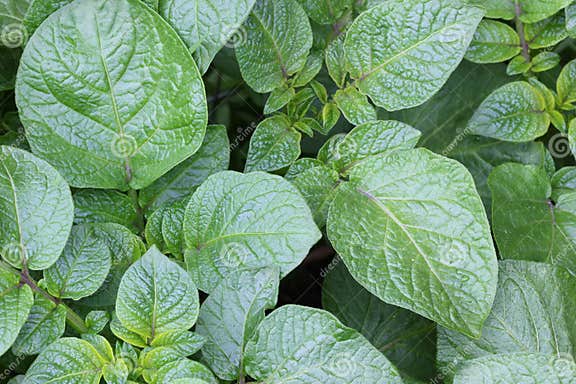 Potato Patch stock image. Image of nutrients, spring - 91111341