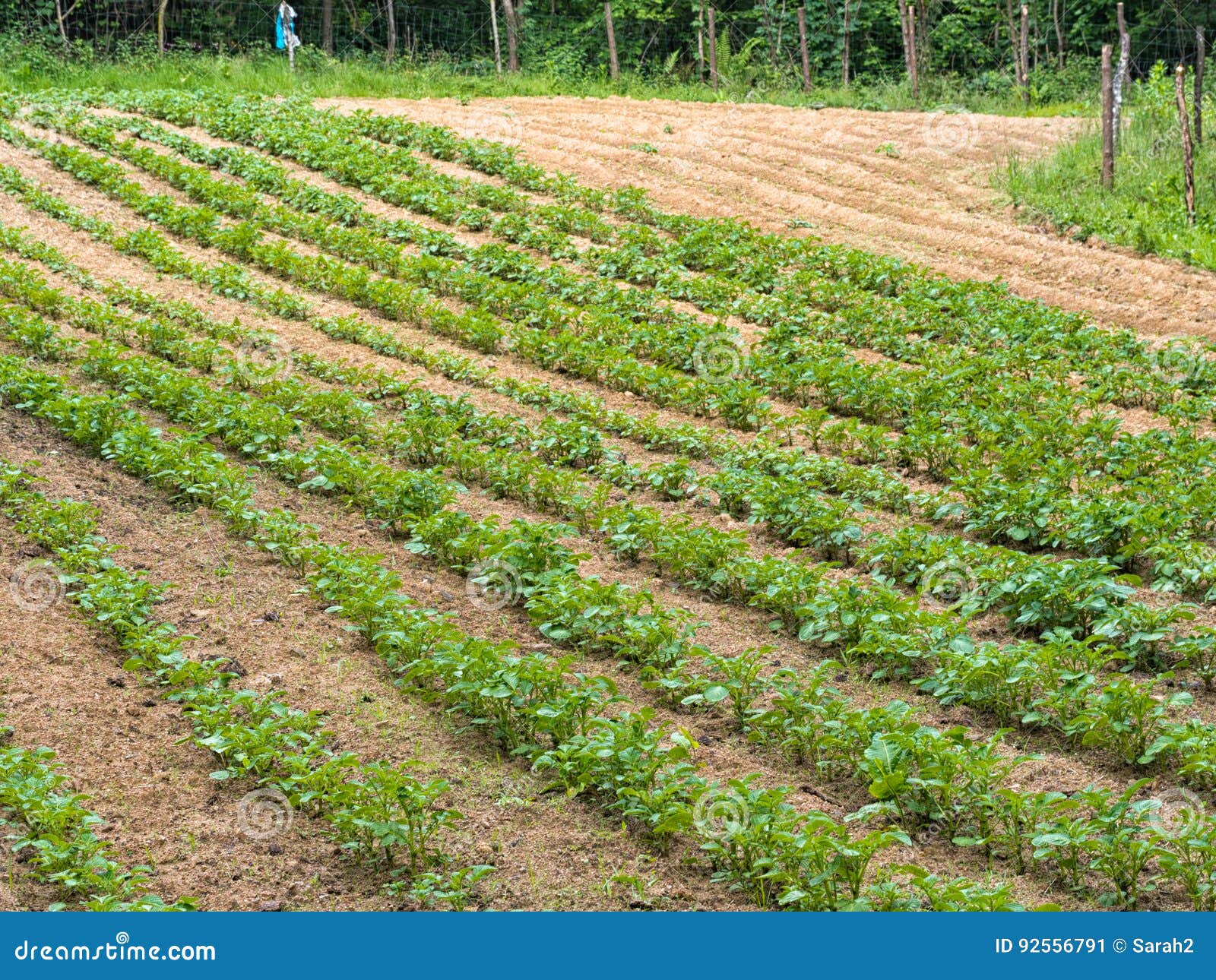 Potato Patch, Small Field. Agriculture. Stock Image - Image of ...