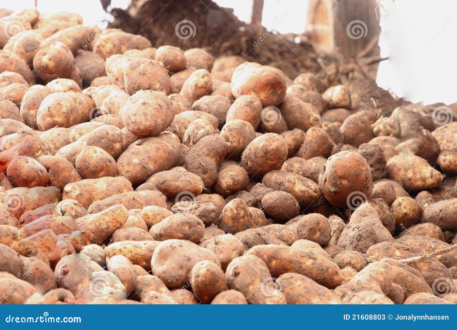 Potato Pile stock image. Image of farm, food, farming - 21608803