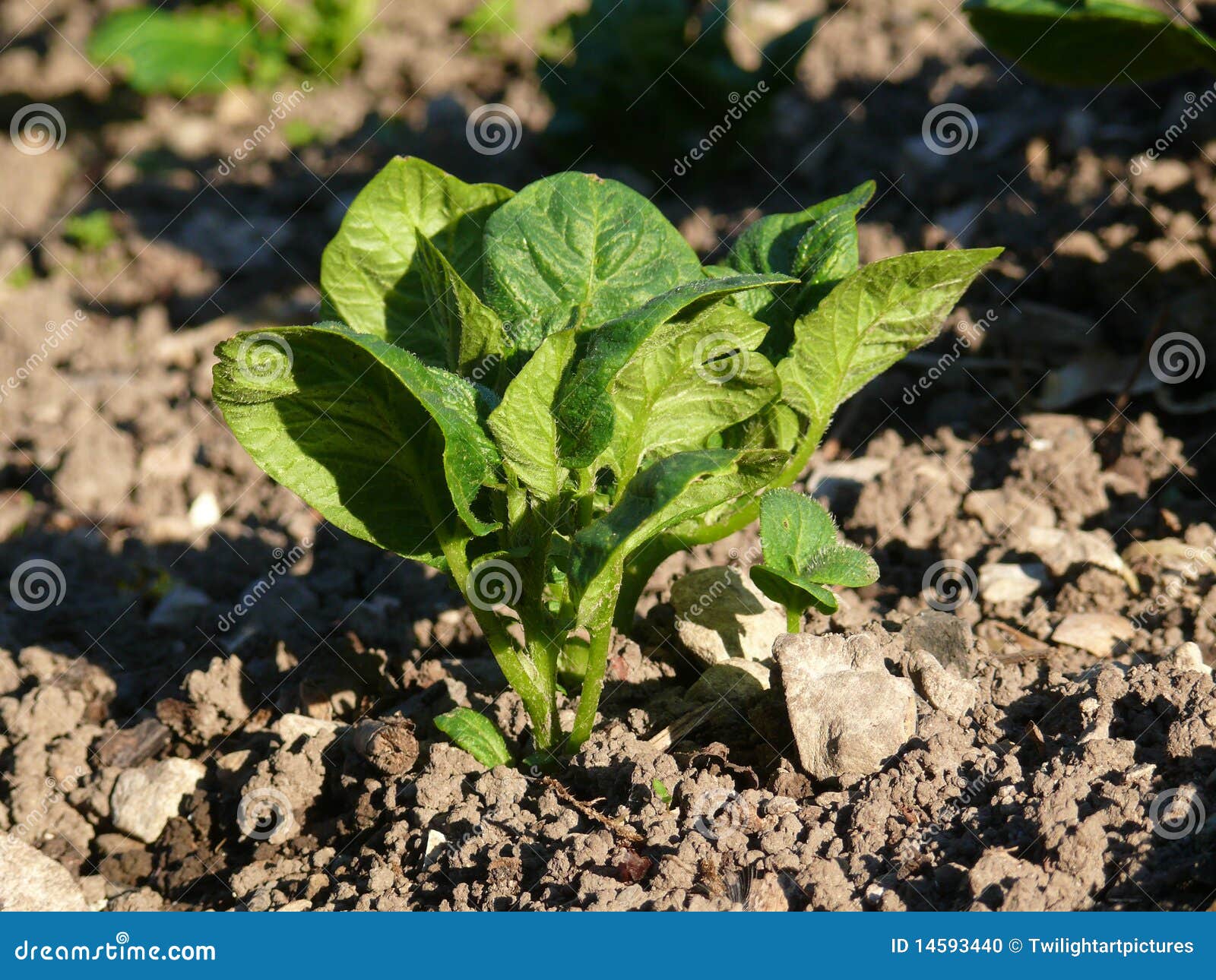 Potato plans stock photo. Image of potato, green, young - 14593440