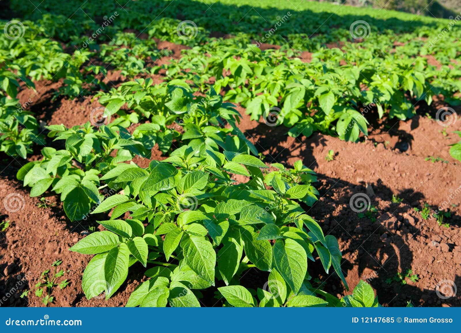 Potato plant stock image. Image of horticulture, economy - 12147685