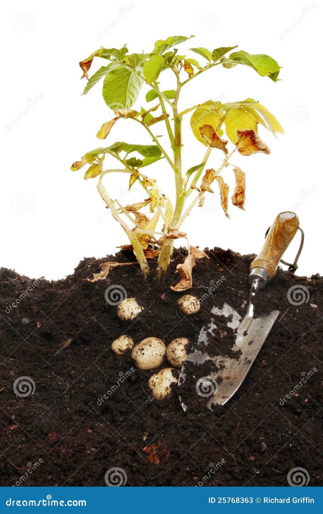 Potato Plant Has Got Ill With Phytophthora Phytophthora Infestans ...