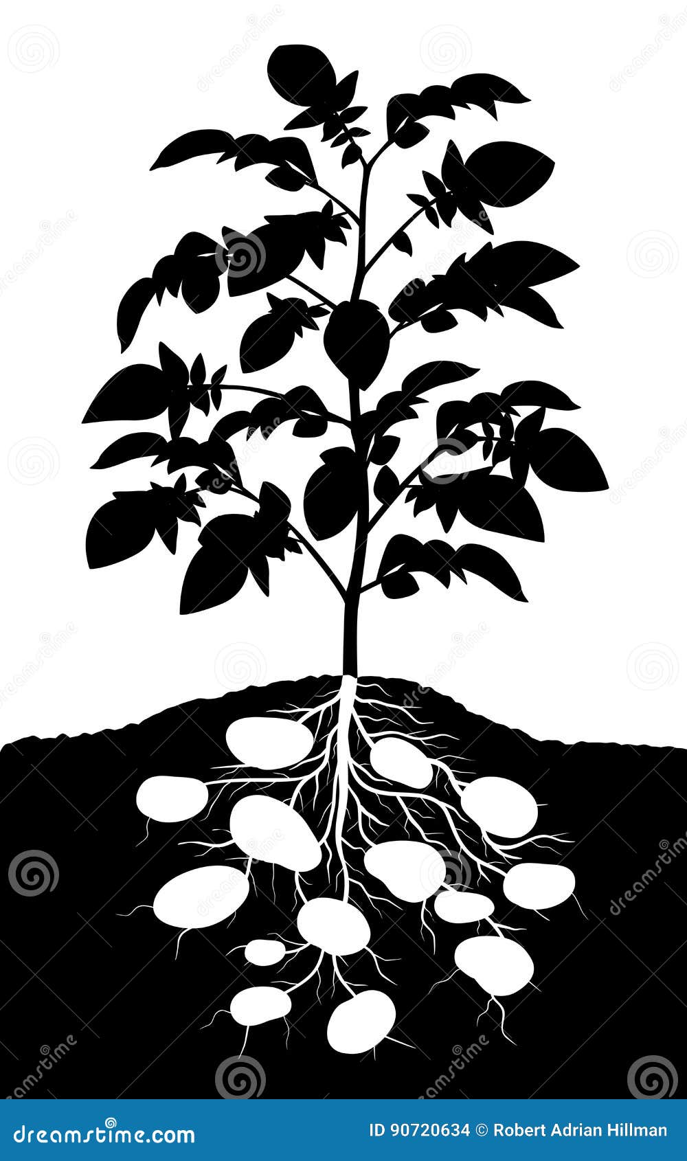 Potato Plant Vector Illustration In Flat Design. Potato Growth Diagram ...