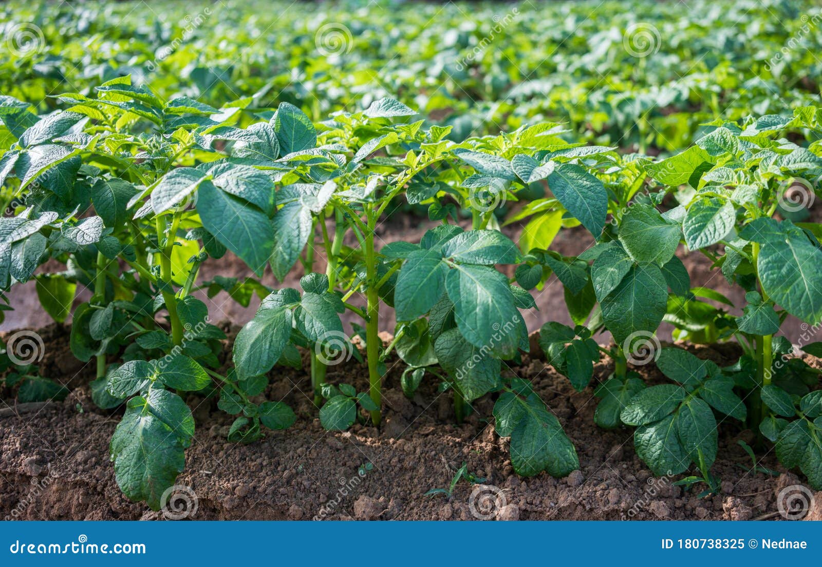Potato plant in farm stock image. Image of agronomy - 180738325