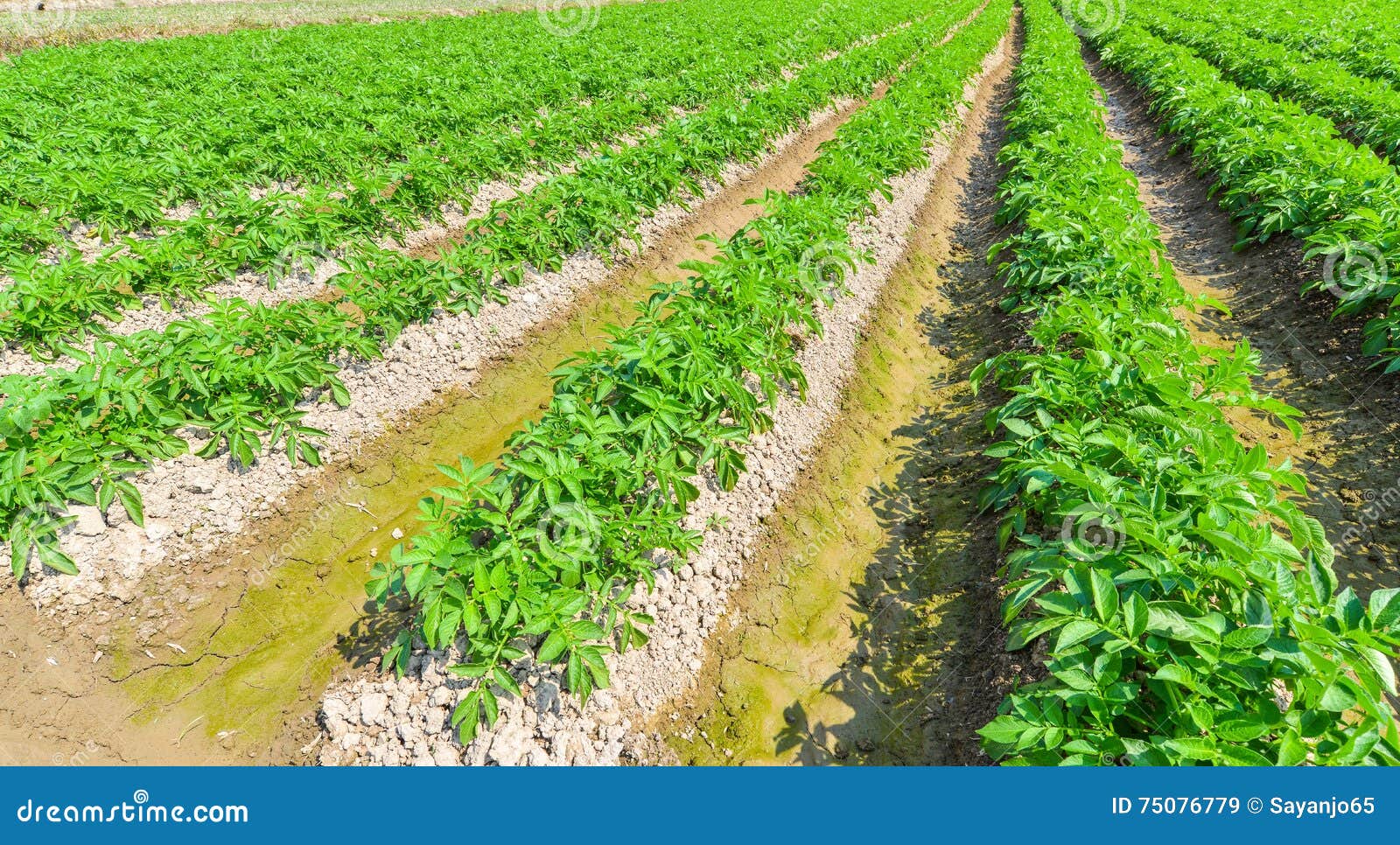 Potato plant on field. stock image. Image of growth, ground - 75076779