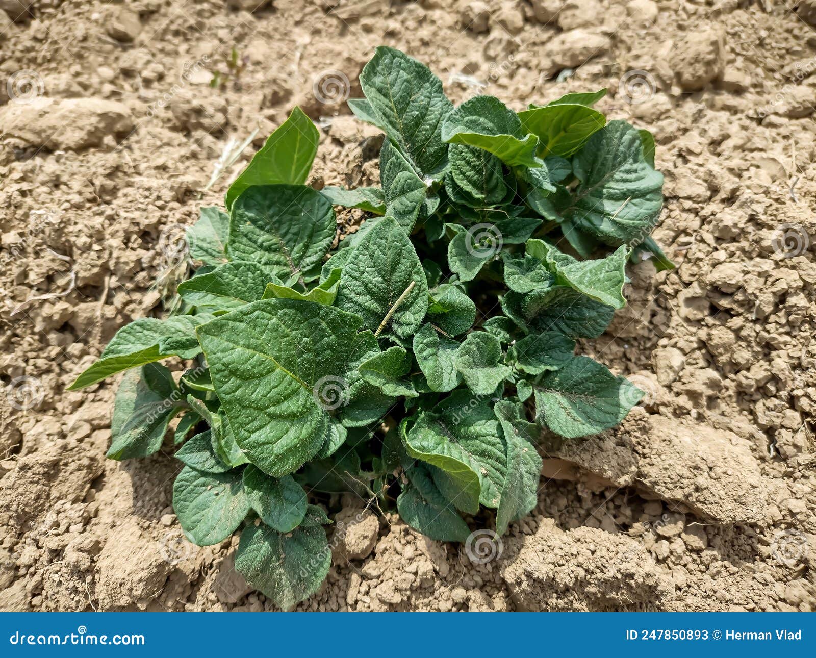 Potato Plant in the Ground in Romania Stock Image - Image of maramures ...