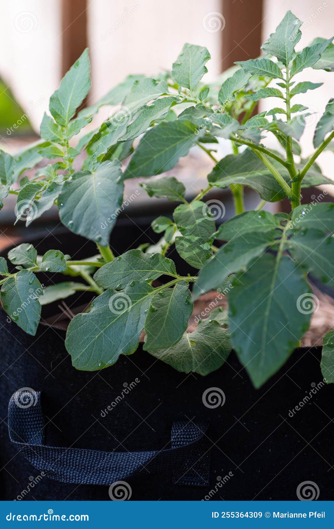 A Recently Watered Potato Plant Thriving in the Sun. Stock Image ...