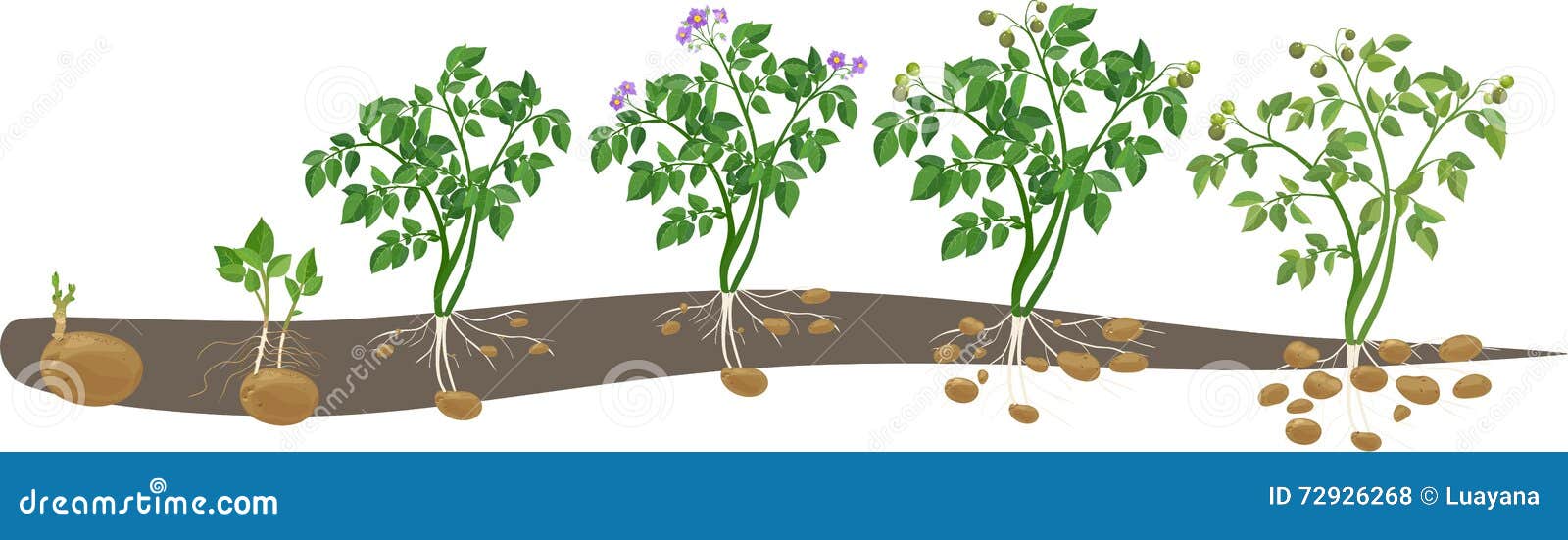 Potato Cartoons, Illustrations & Vector Stock Images - 83457 Pictures ...