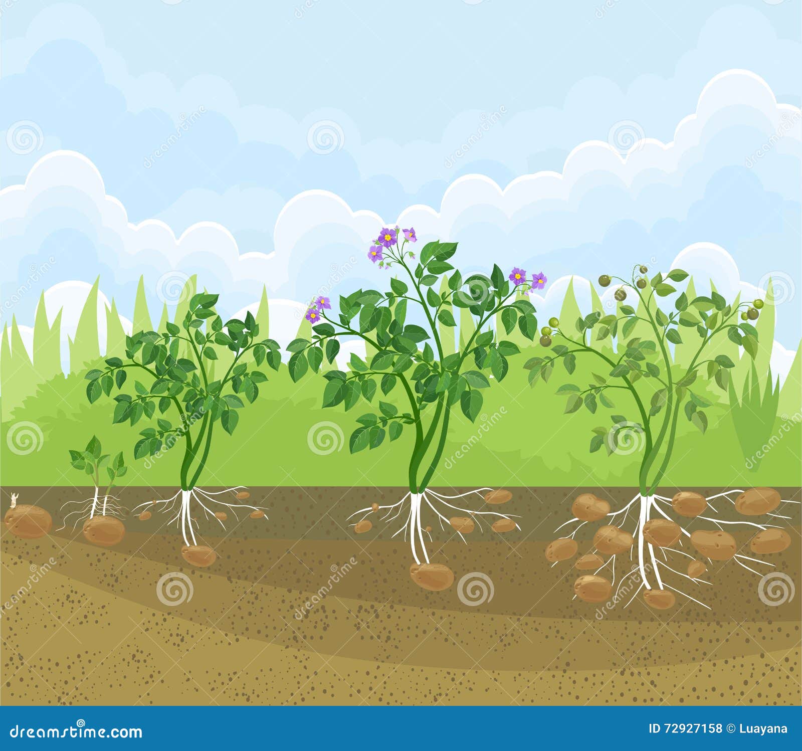 Potato plant growth cycle stock vector. Illustration of seedling - 72927158