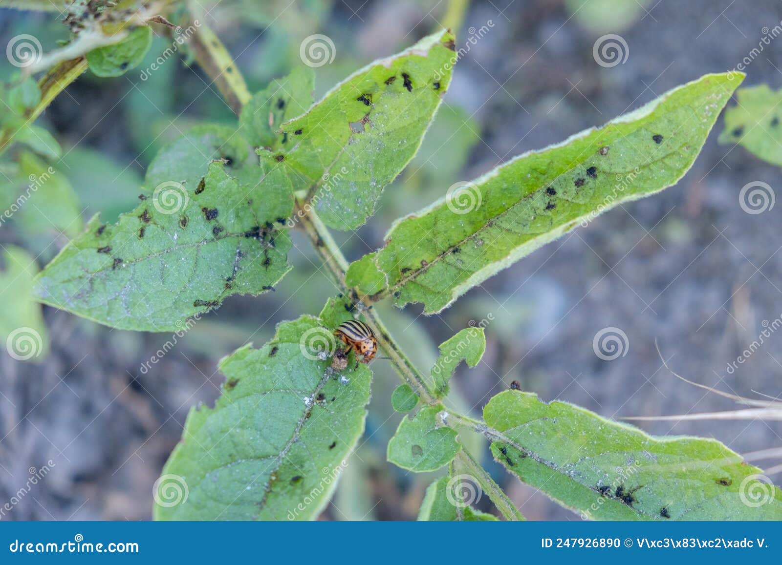 The Infected Beetles Rice Weevil. Weevil Insects Eat Rice Grain Royalty ...