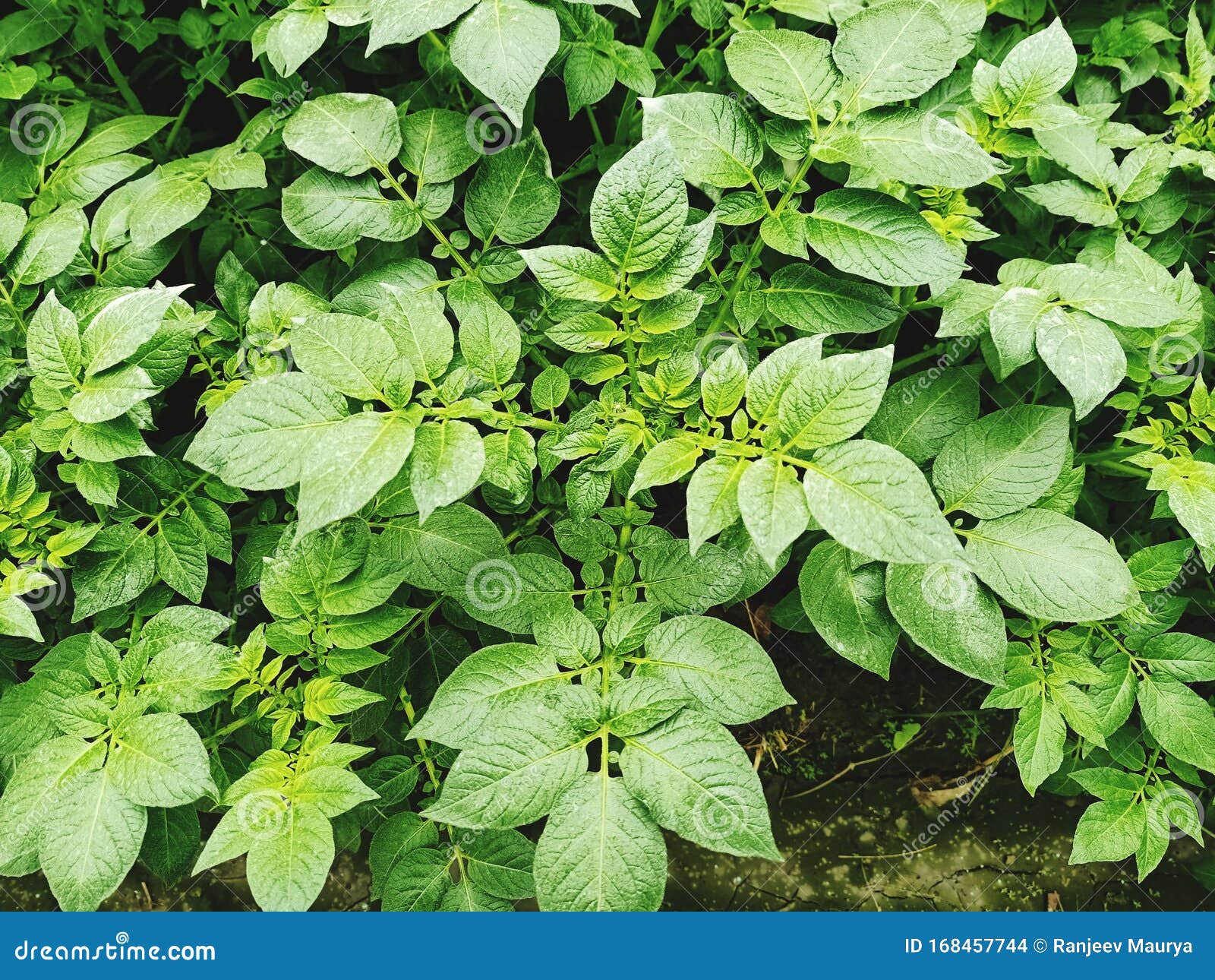 Potato plant with leafs stock photo. Image of potato - 168457744