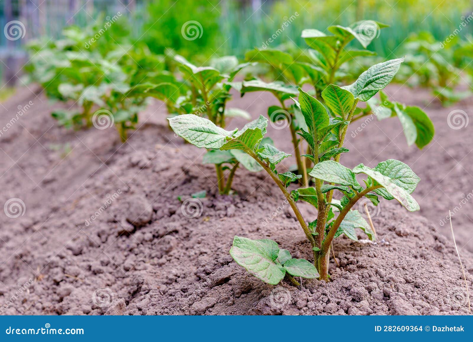 The Potato Plant. a Shrubbery Bush in the Ground Stock Photo - Image of ...