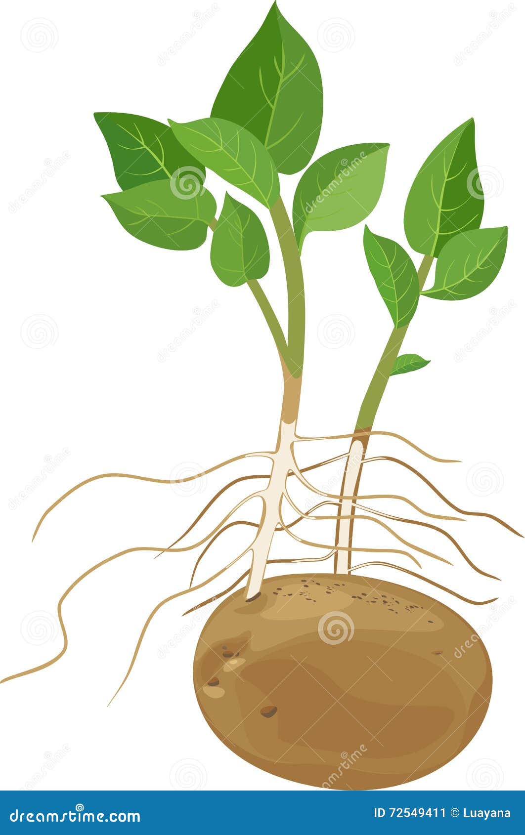 Potato Plant Clip Art