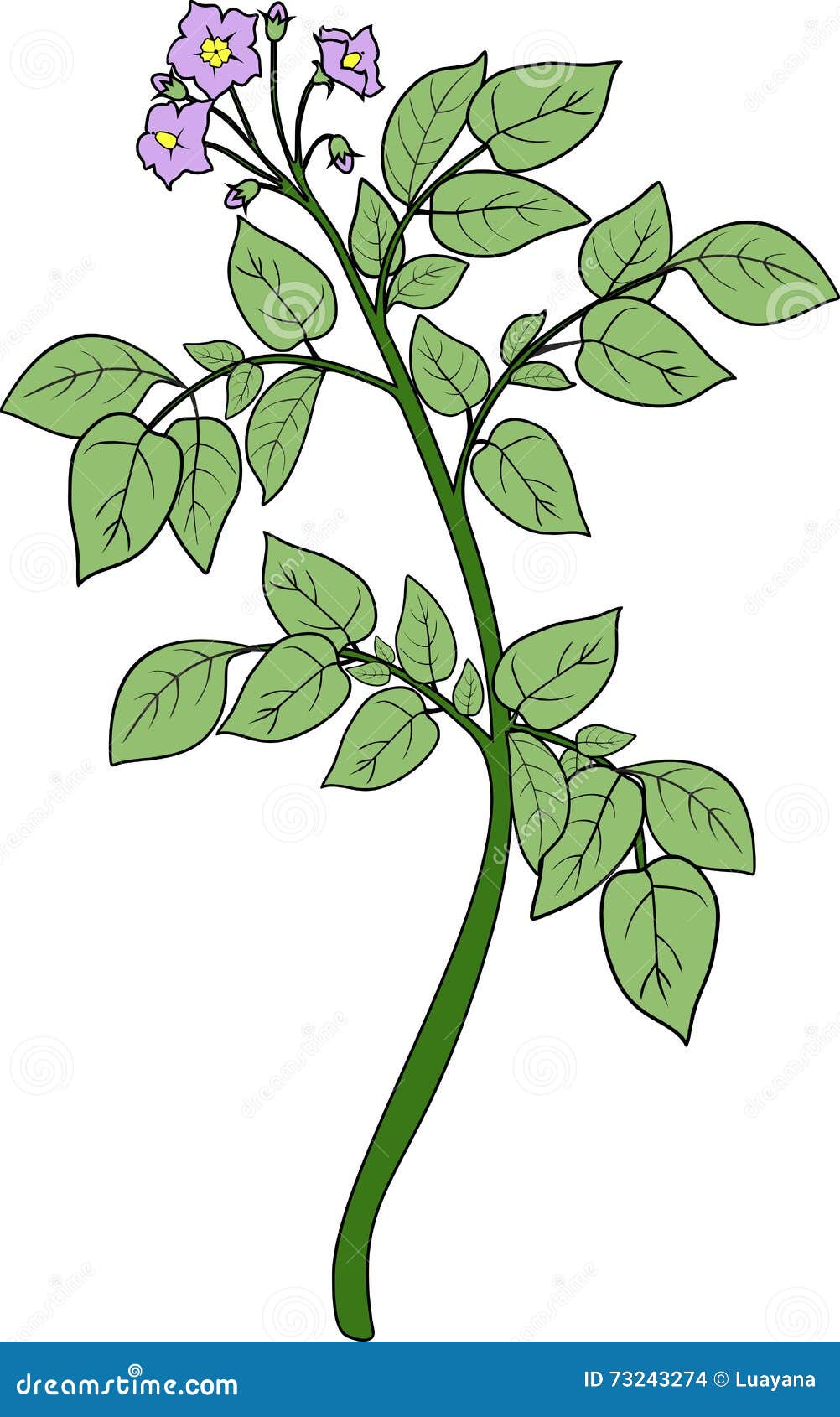 Potato plant stock vector. Illustration of drawing, crop - 73243274
