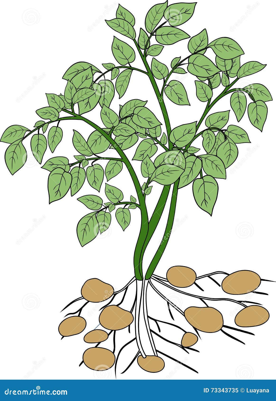 Potato plant stock vector. Illustration of green, agriculture - 73343735