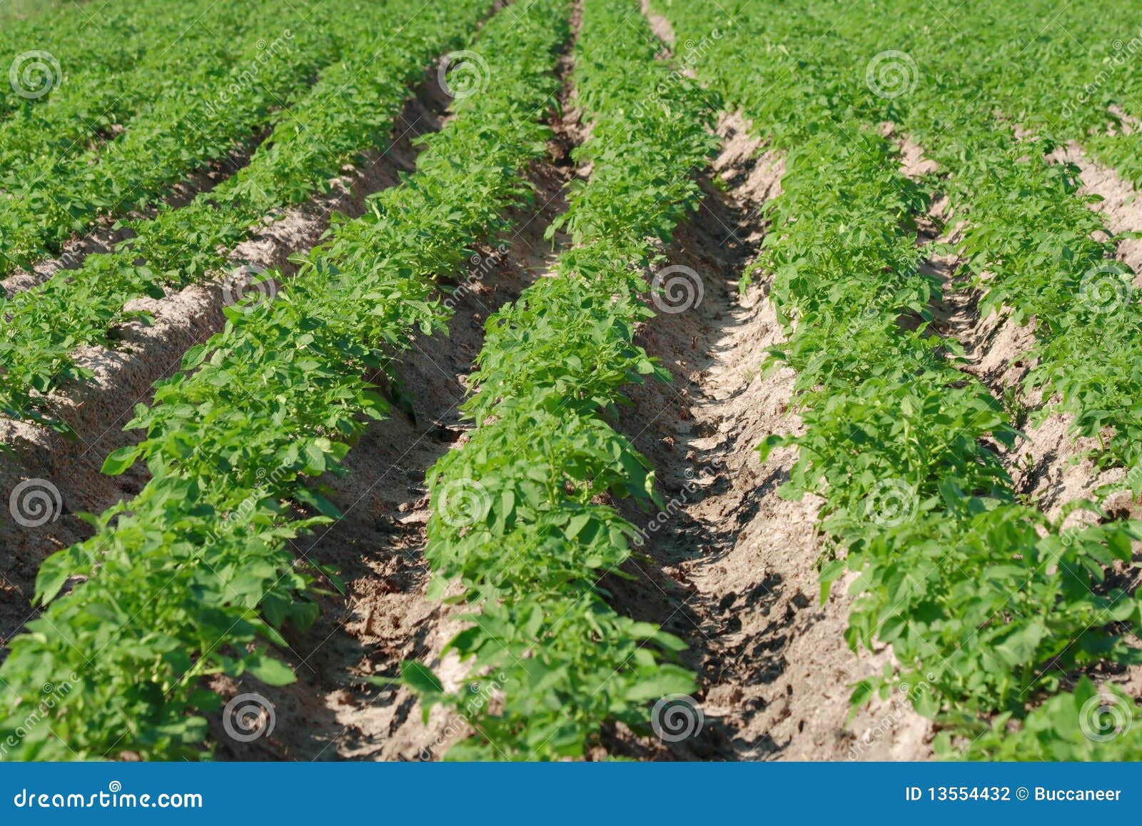 Potato plantation stock photo. Image of botany, rows - 13554432