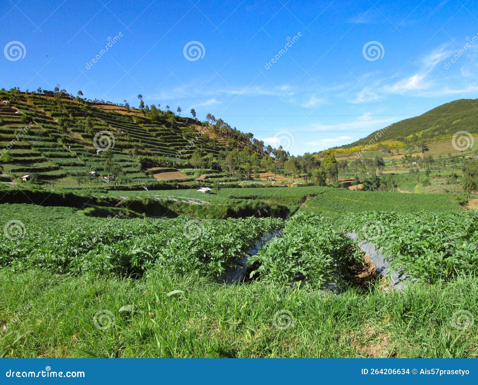 Potato Plantations in the Dieng Plateau Stock Photo - Image of ...