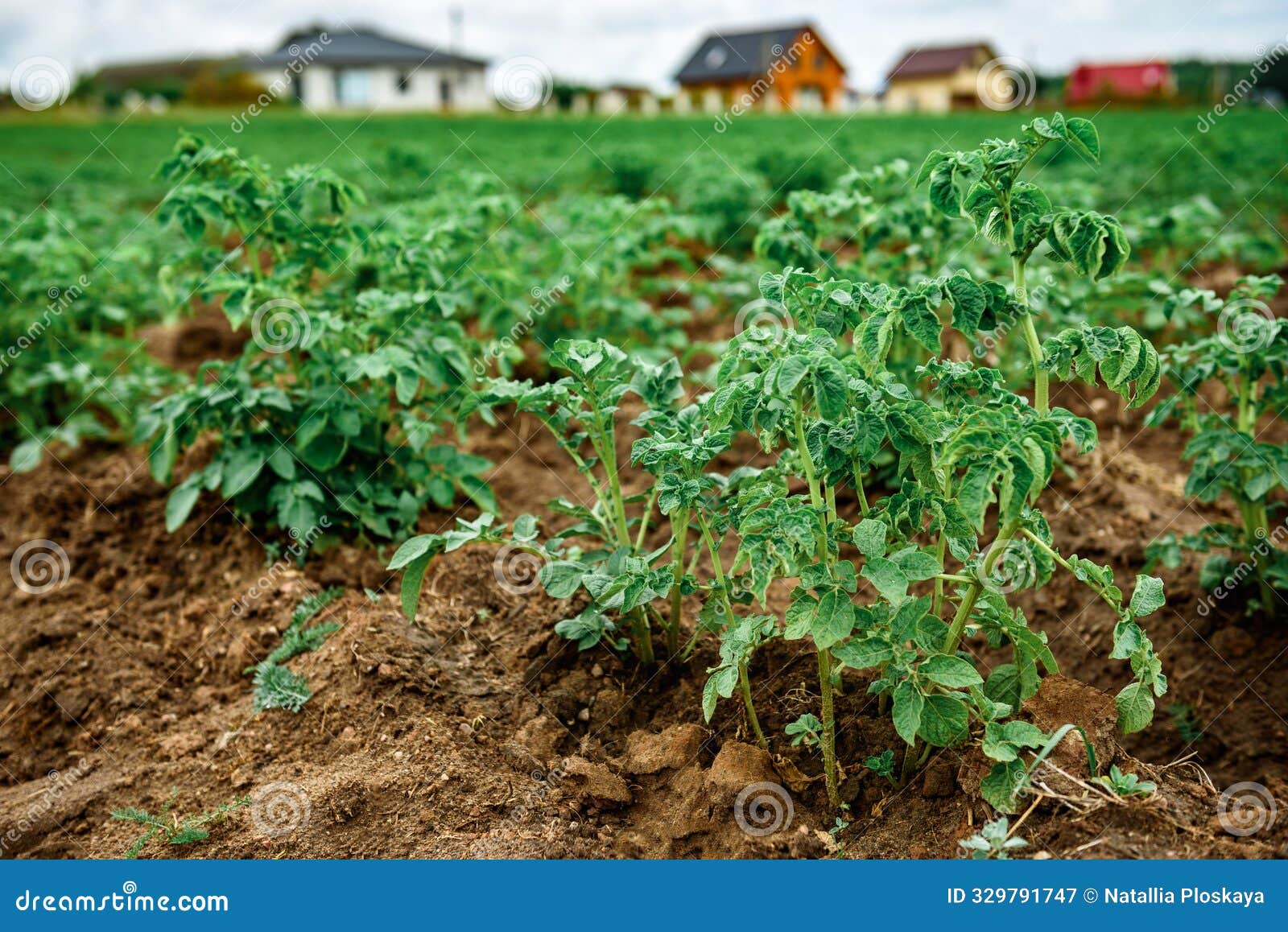 Potato Plantations Grow in the Field. Stock Image - Image of agronomy ...