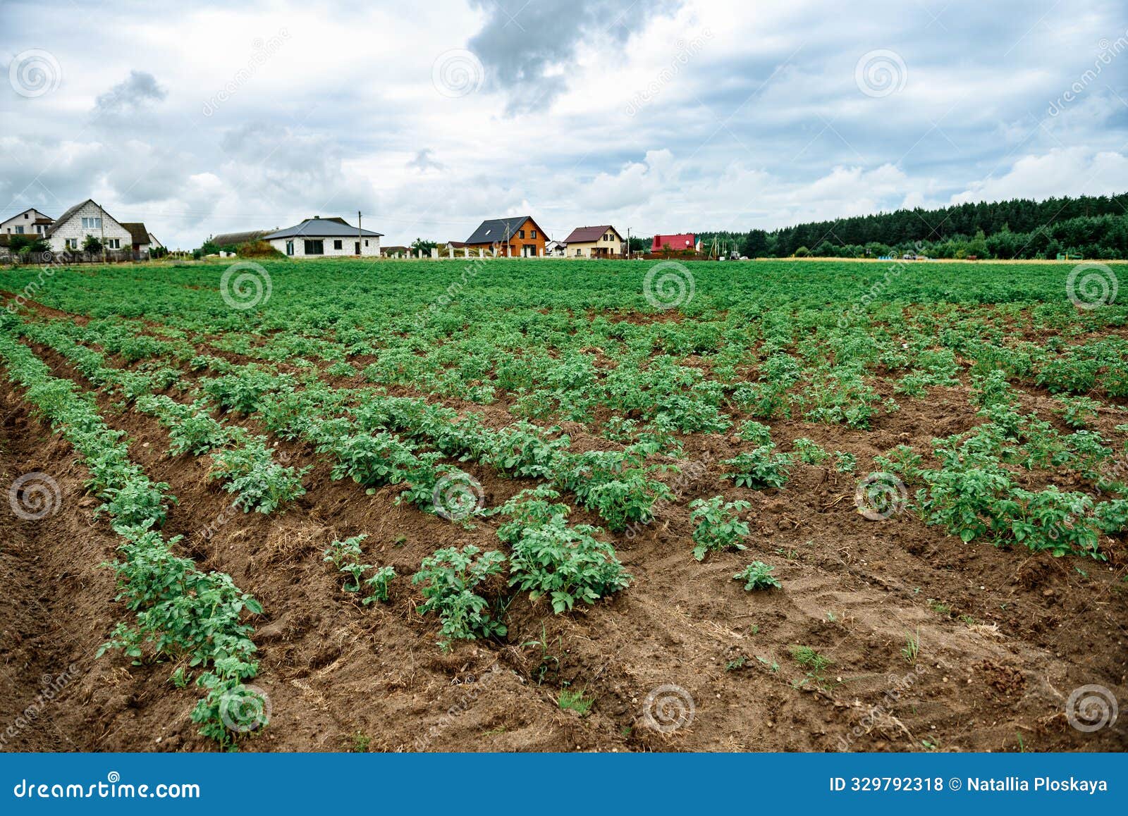 Potato Plantations Grow in the Field. Stock Photo - Image of summer ...