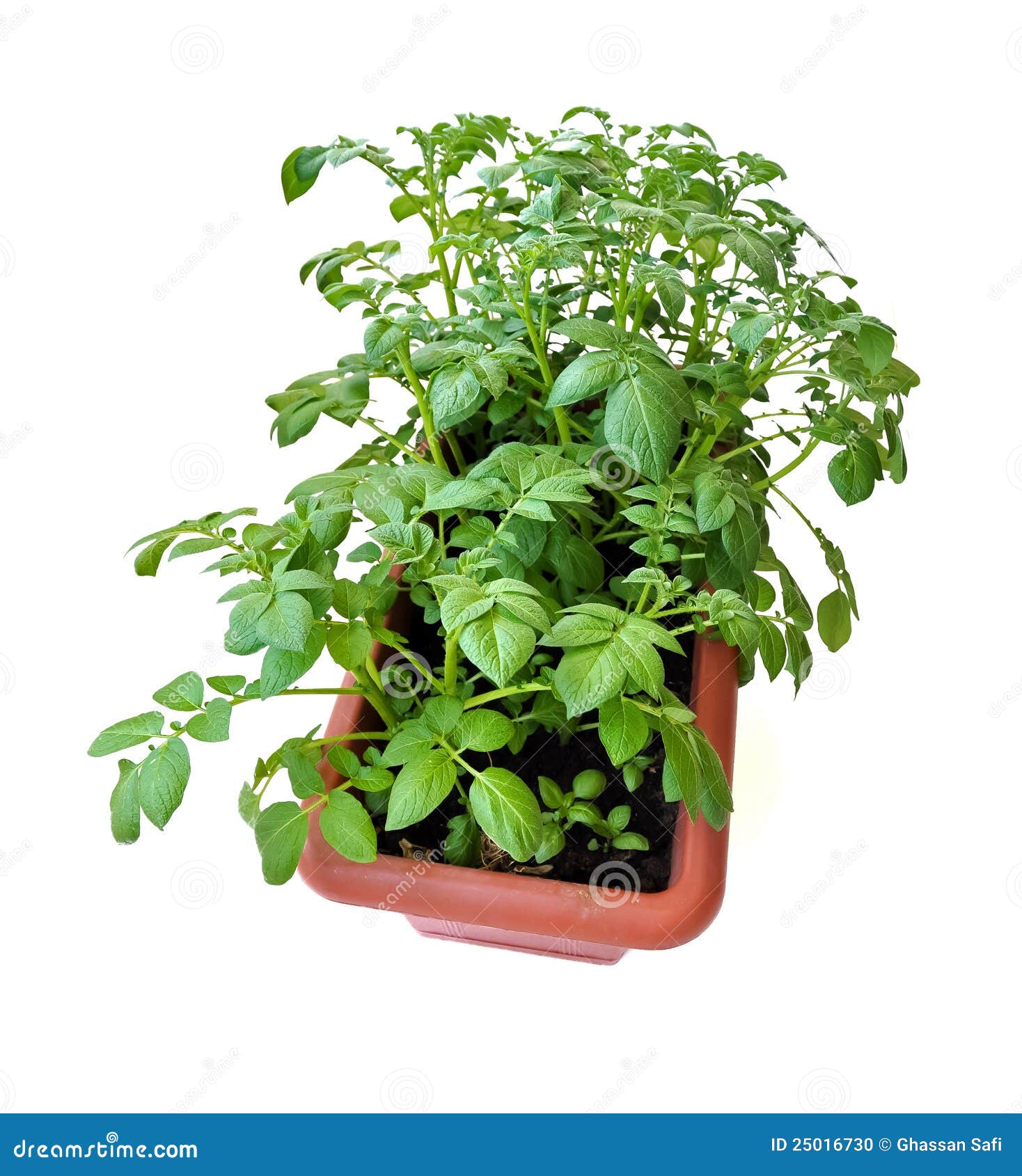 Potato planted in a pot stock photo. Image of organic - 25016730