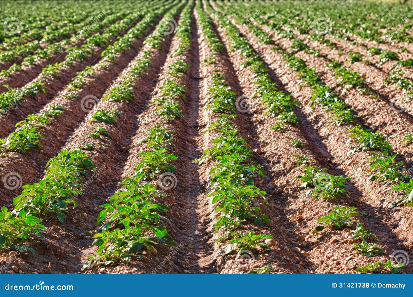 Potato Planting stock photo. Image of lush, field, culture - 31421738
