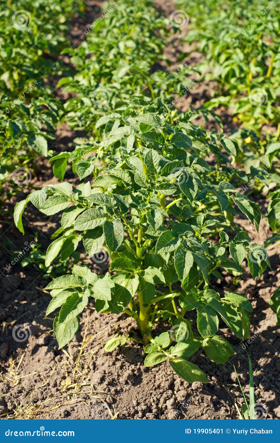 Potato Plants Royalty-Free Stock Photo | CartoonDealer.com #42169851