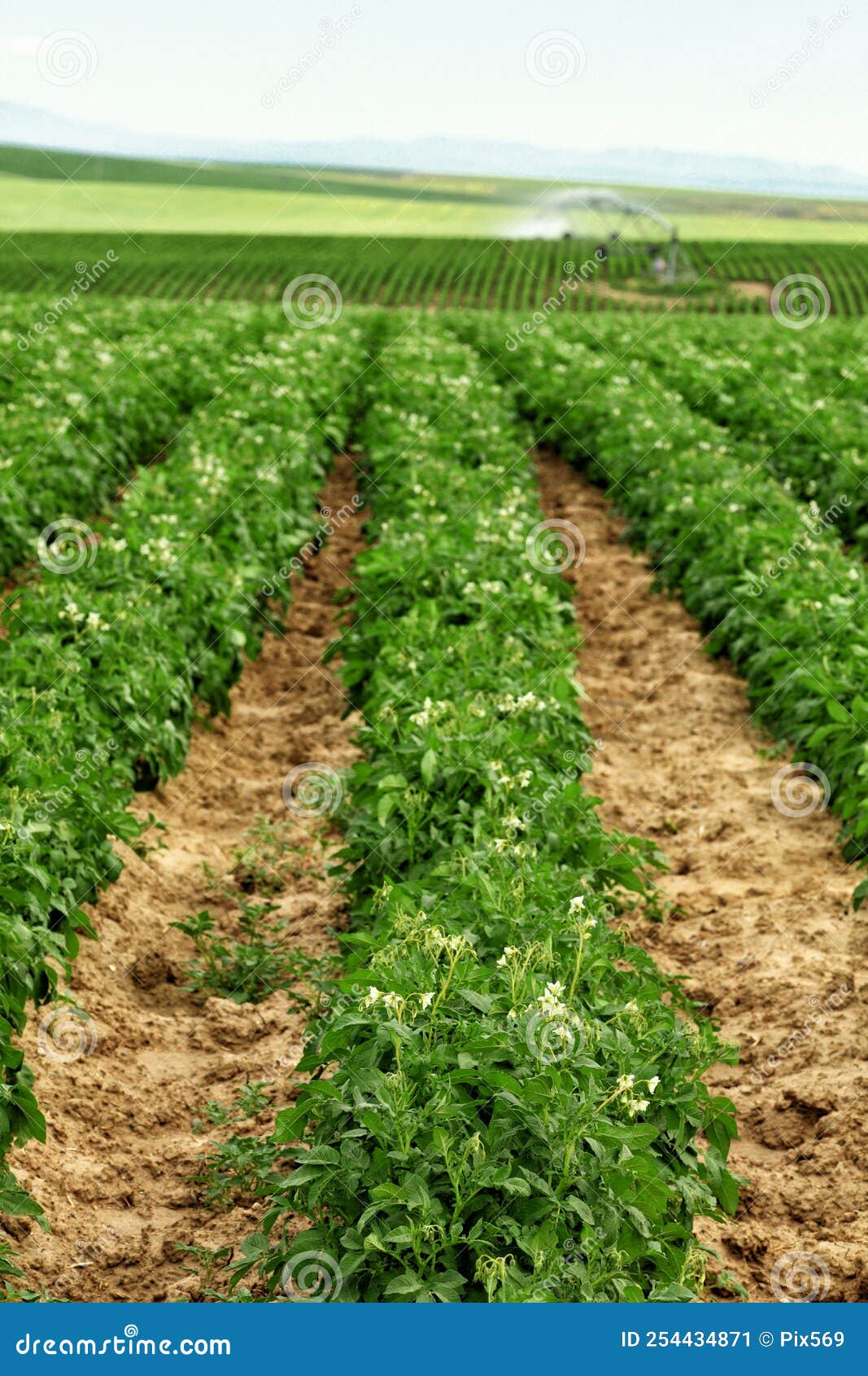Rows of Potato Plants in an Idaho Potato Farm Stock Image - Image of ...