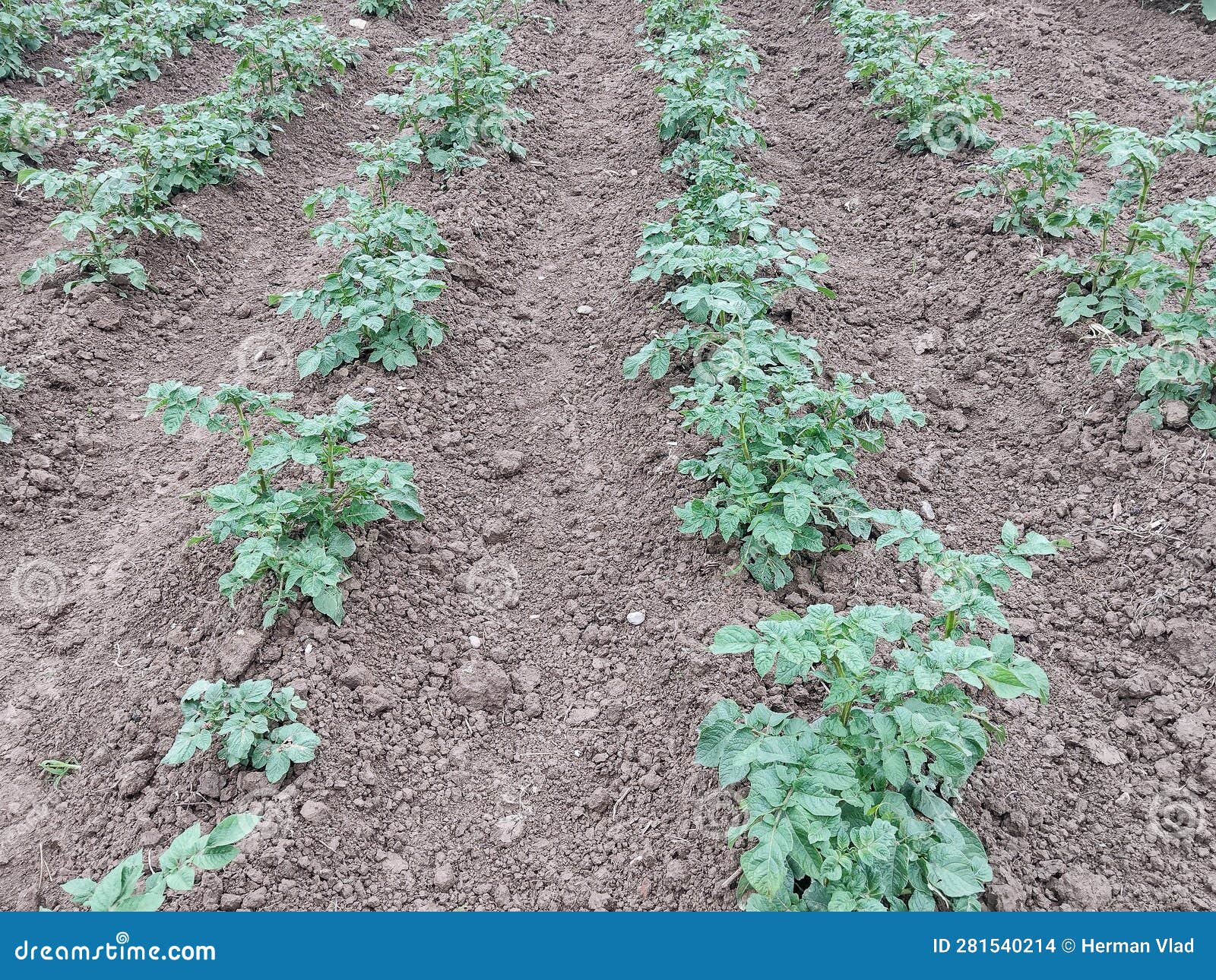 Potato Plants in the Ground in June. in Maramures, Romania Stock Photo ...