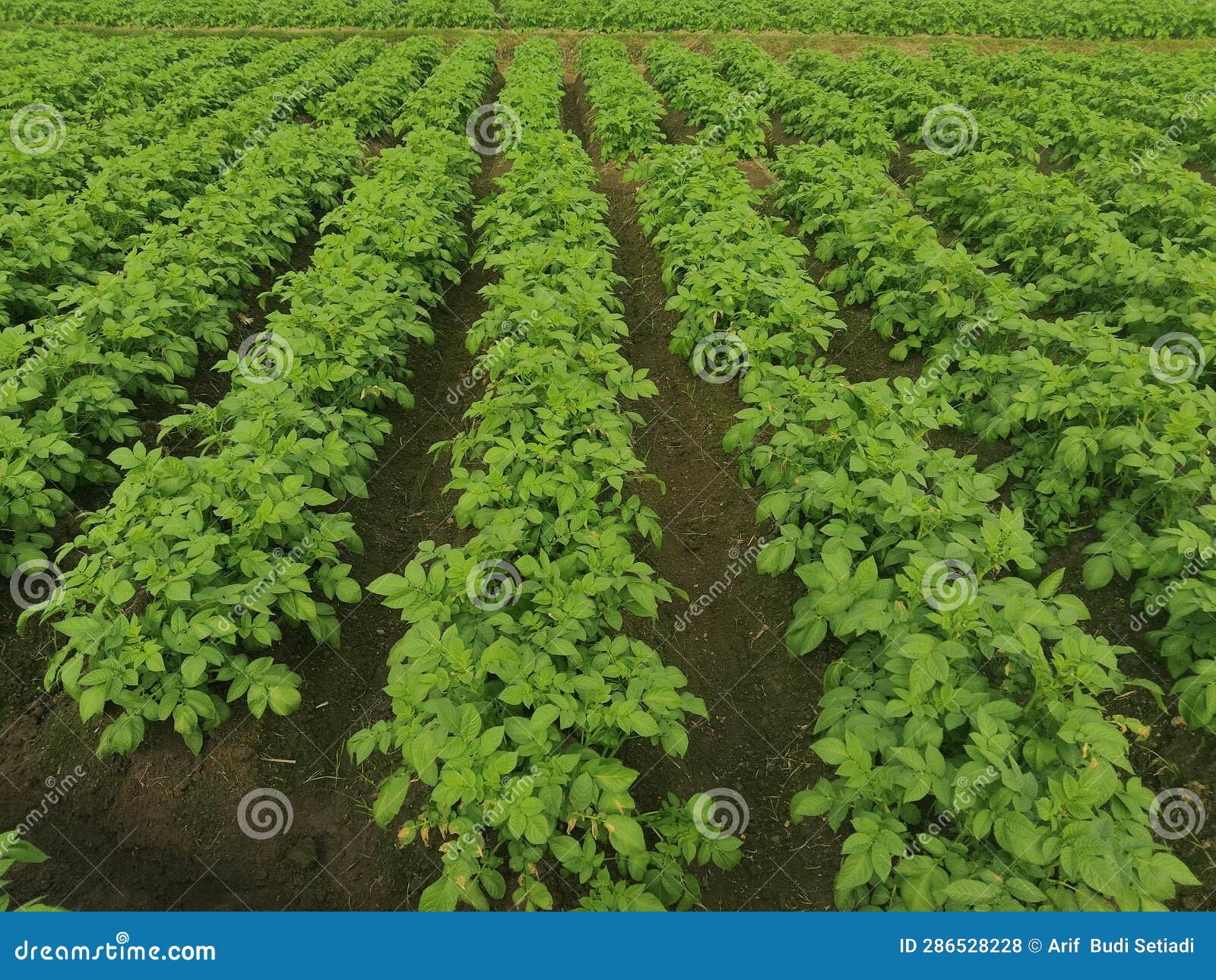 Potato plants stock photo. Image of dieng, nature, plant - 286528228