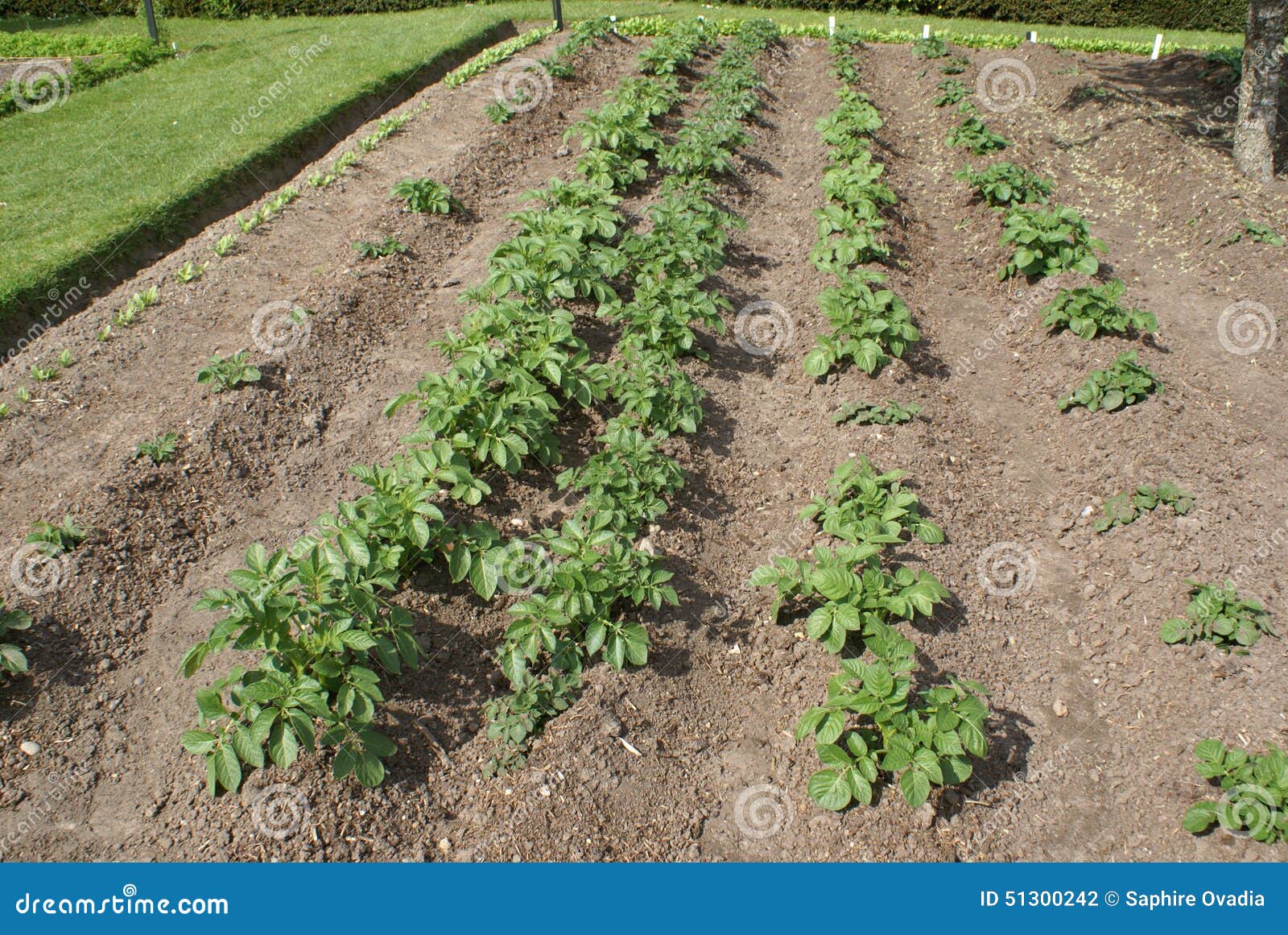 Potato Plants Growing in a Land Stock Photo - Image of agriculture ...