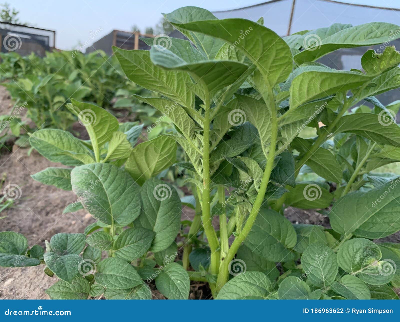 Potato plants stock photo. Image of plants, sunday, nature - 186963622