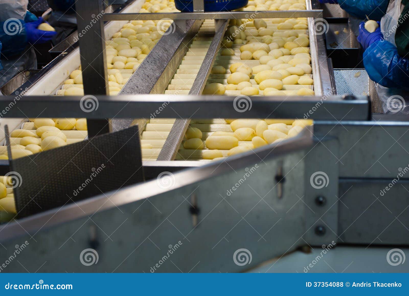 Potato Processing conveyor stock photo. Image of processing - 37354088