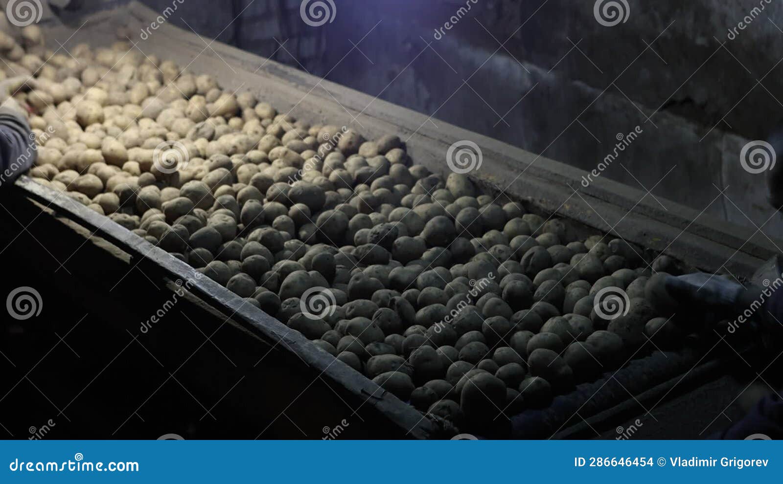 Potato Processing Line, Potatoes Cleaning Sorting Grading Line. Stock ...