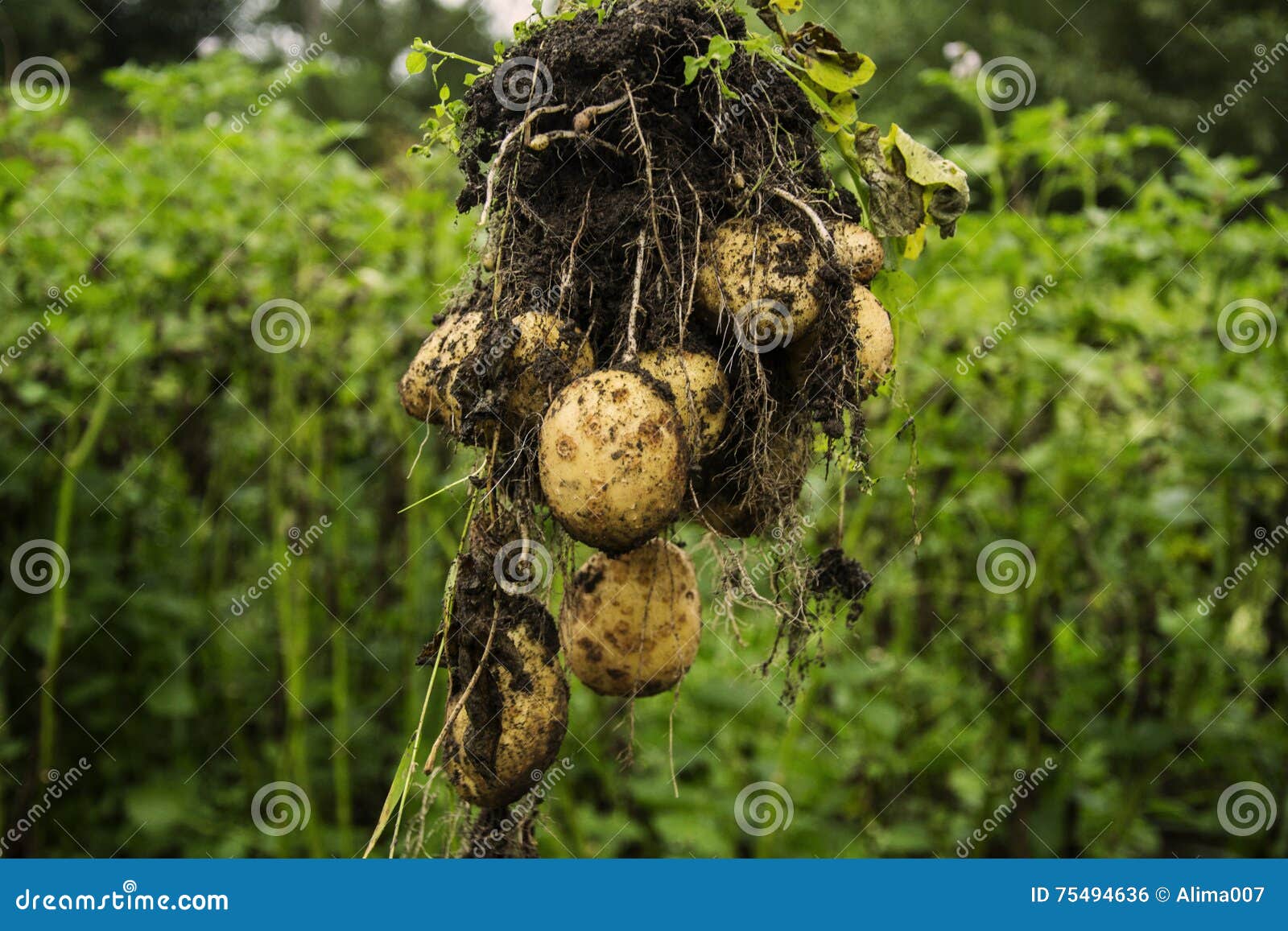 Potato Pulled from the Ground Stock Photo - Image of holding ...
