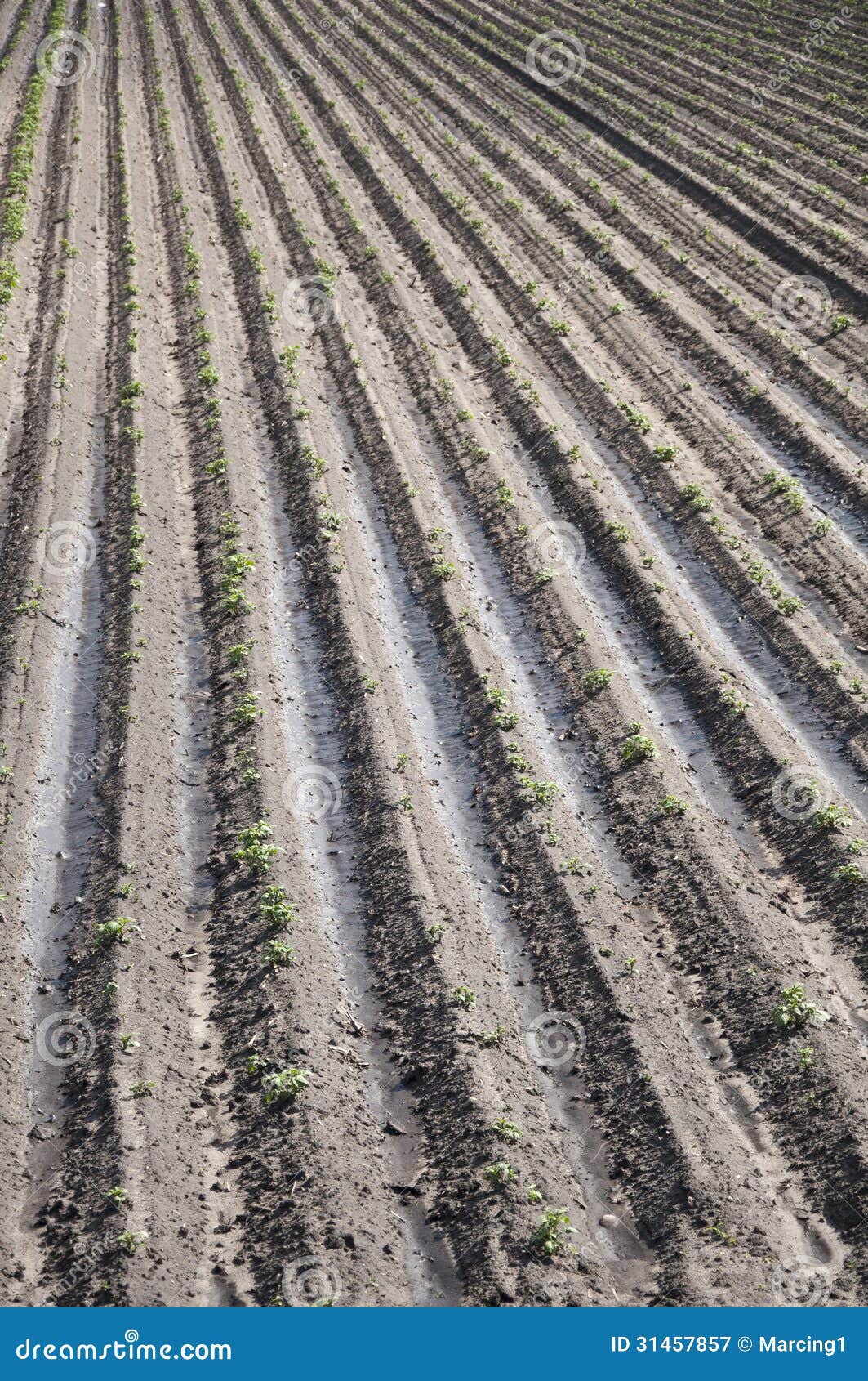 Potato ridges stock image. Image of country, tillage - 31457857