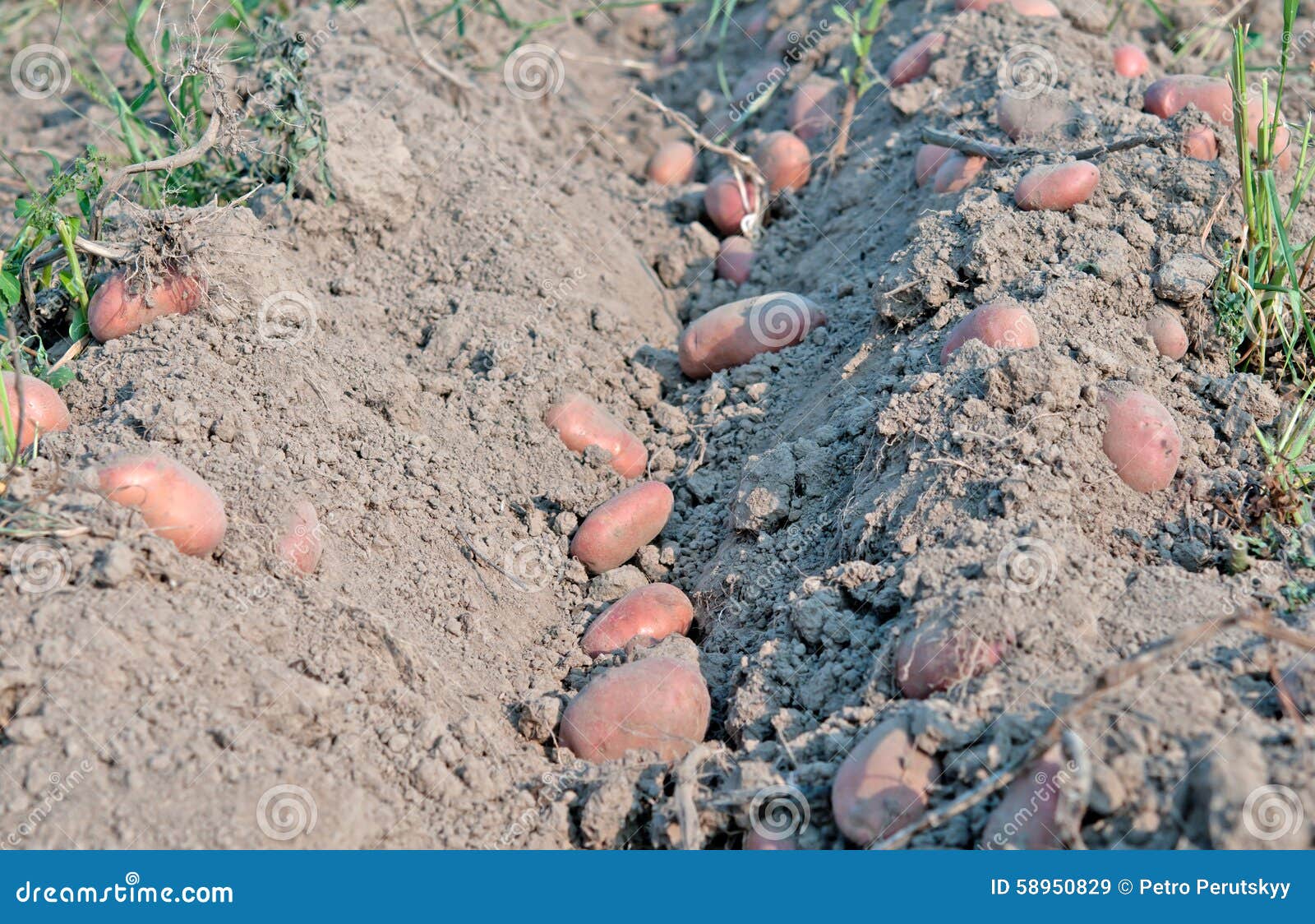 Potato ridges stock image. Image of leaves, harvest, outdoors - 58950829