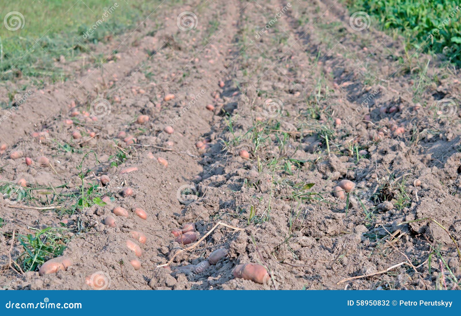 Potato ridges stock photo. Image of brown, landscape - 58950832