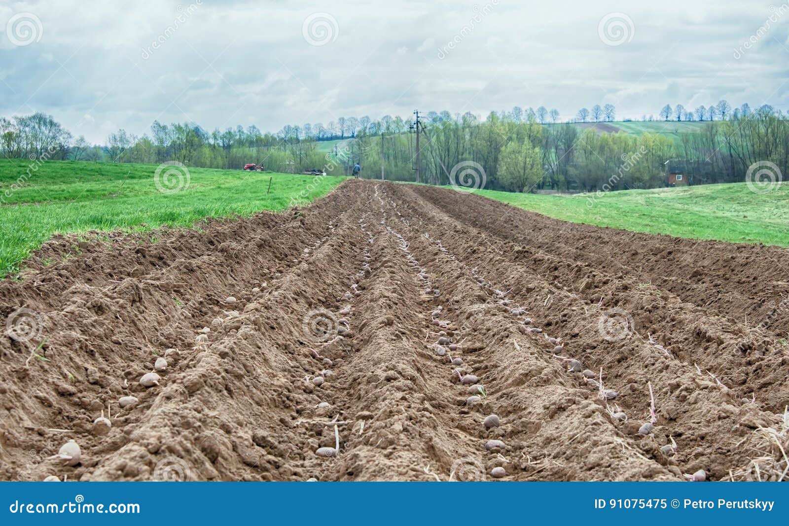 Potato ridges stock image. Image of agriculture, land - 91075475