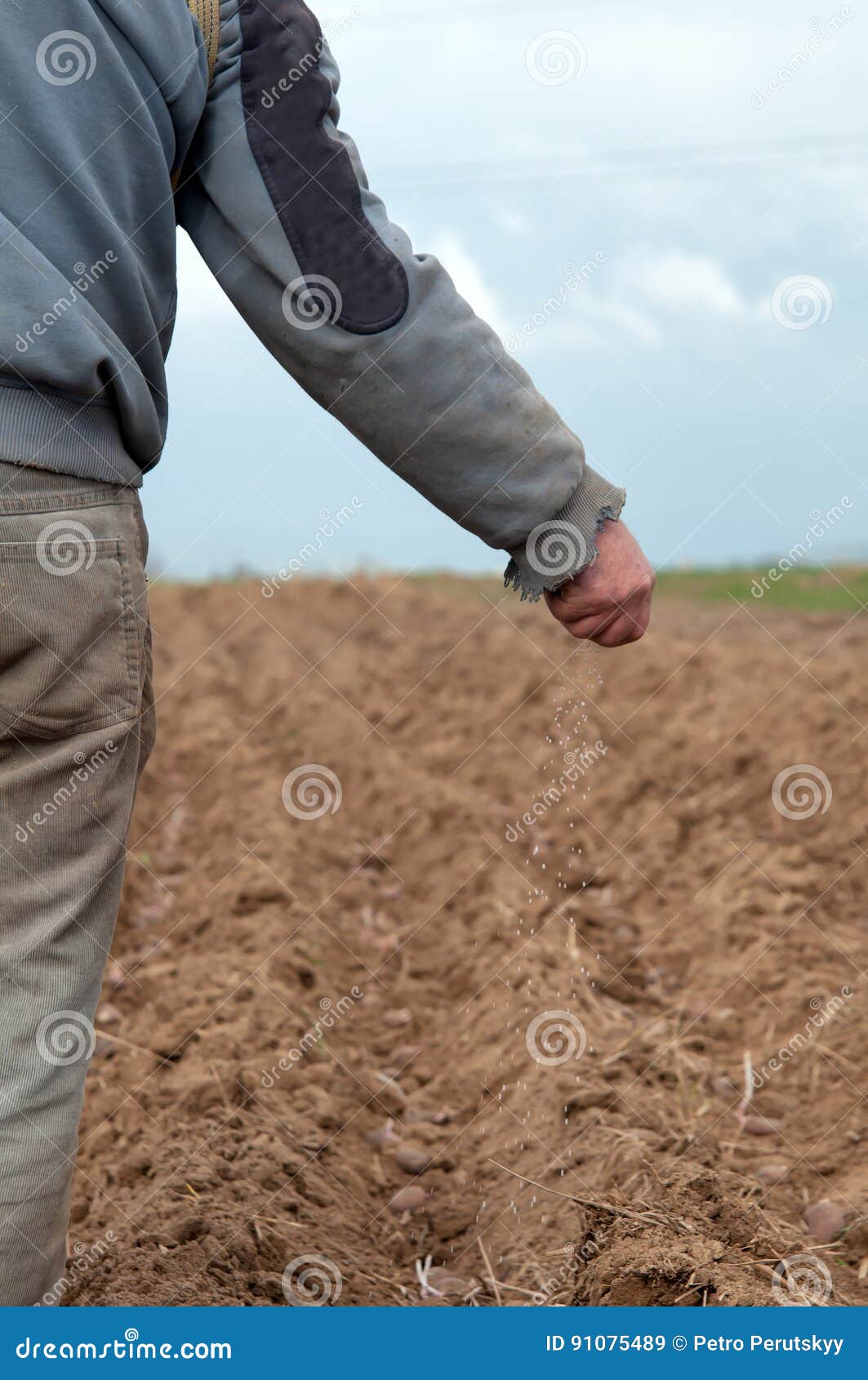 Potato ridges stock image. Image of autumn, harvesting - 91075489