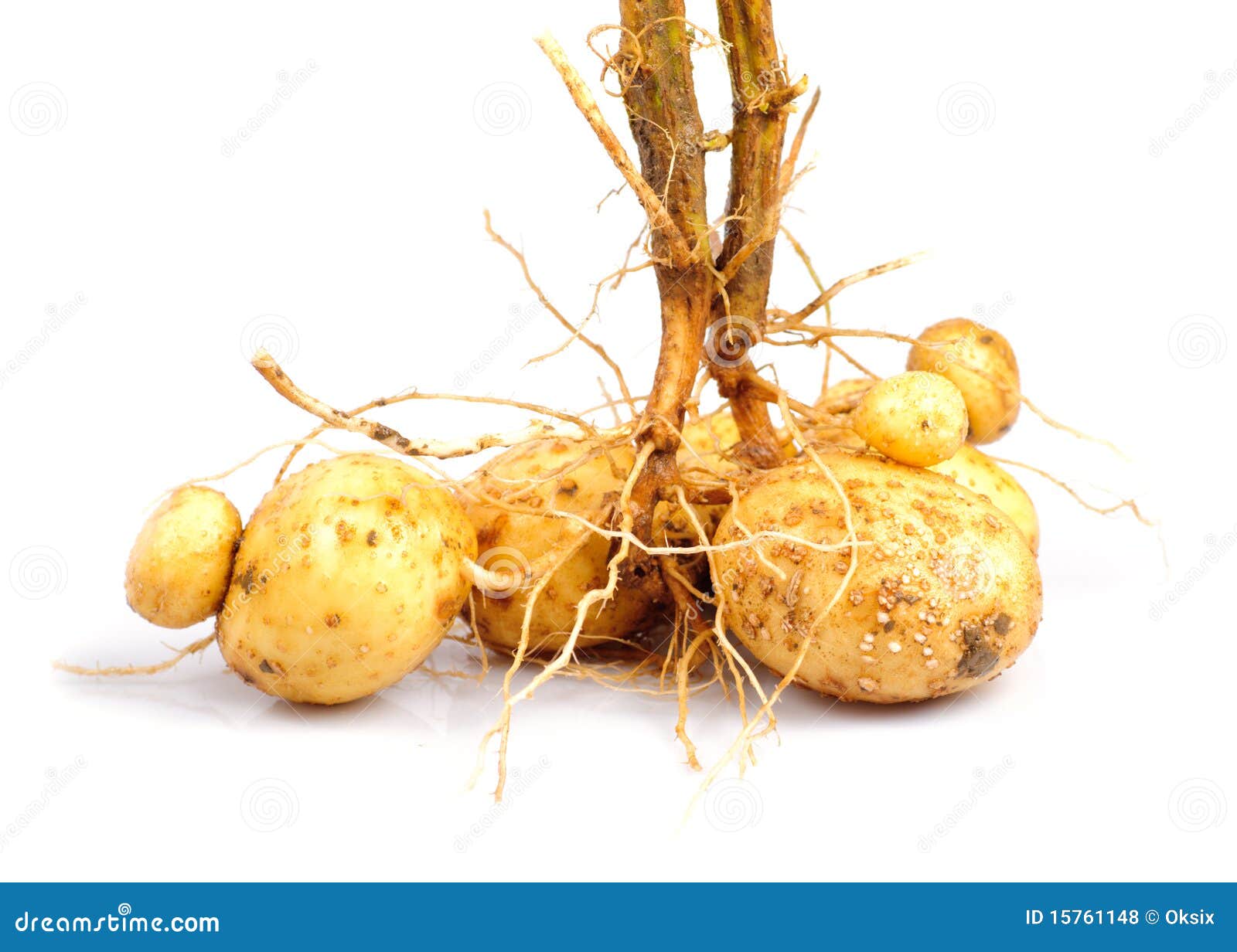 Potato With Root Royalty Free Stock Photos - Image: 15761148