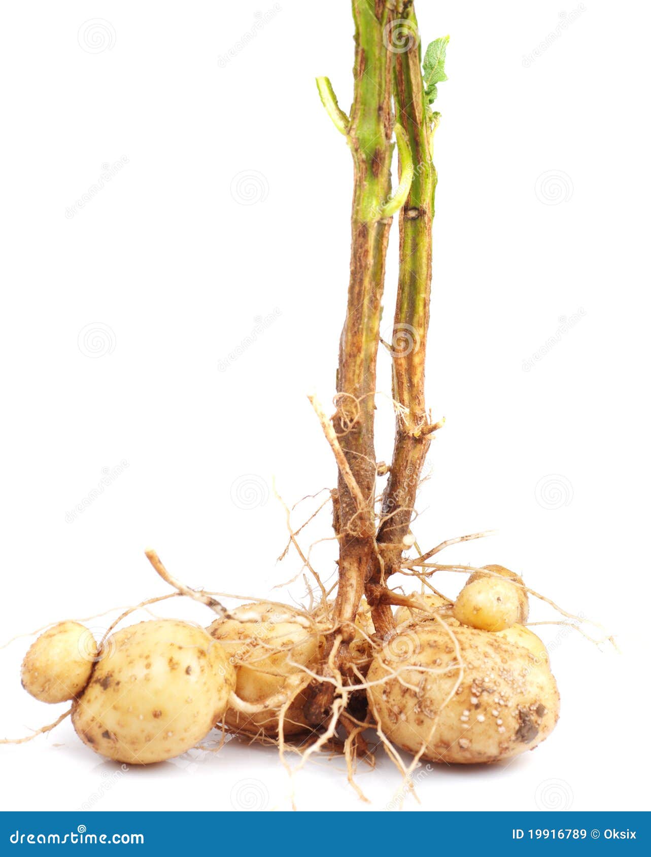 Potato with root stock image. Image of healthy, vegetarian - 19916789