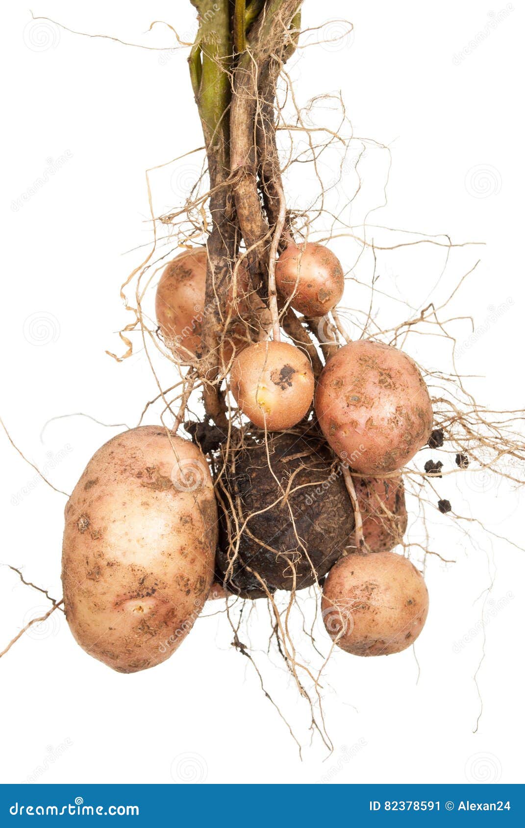 The Potato Is A Root Vegetable, A Starchy Tuber Of The Plant Solanum ...