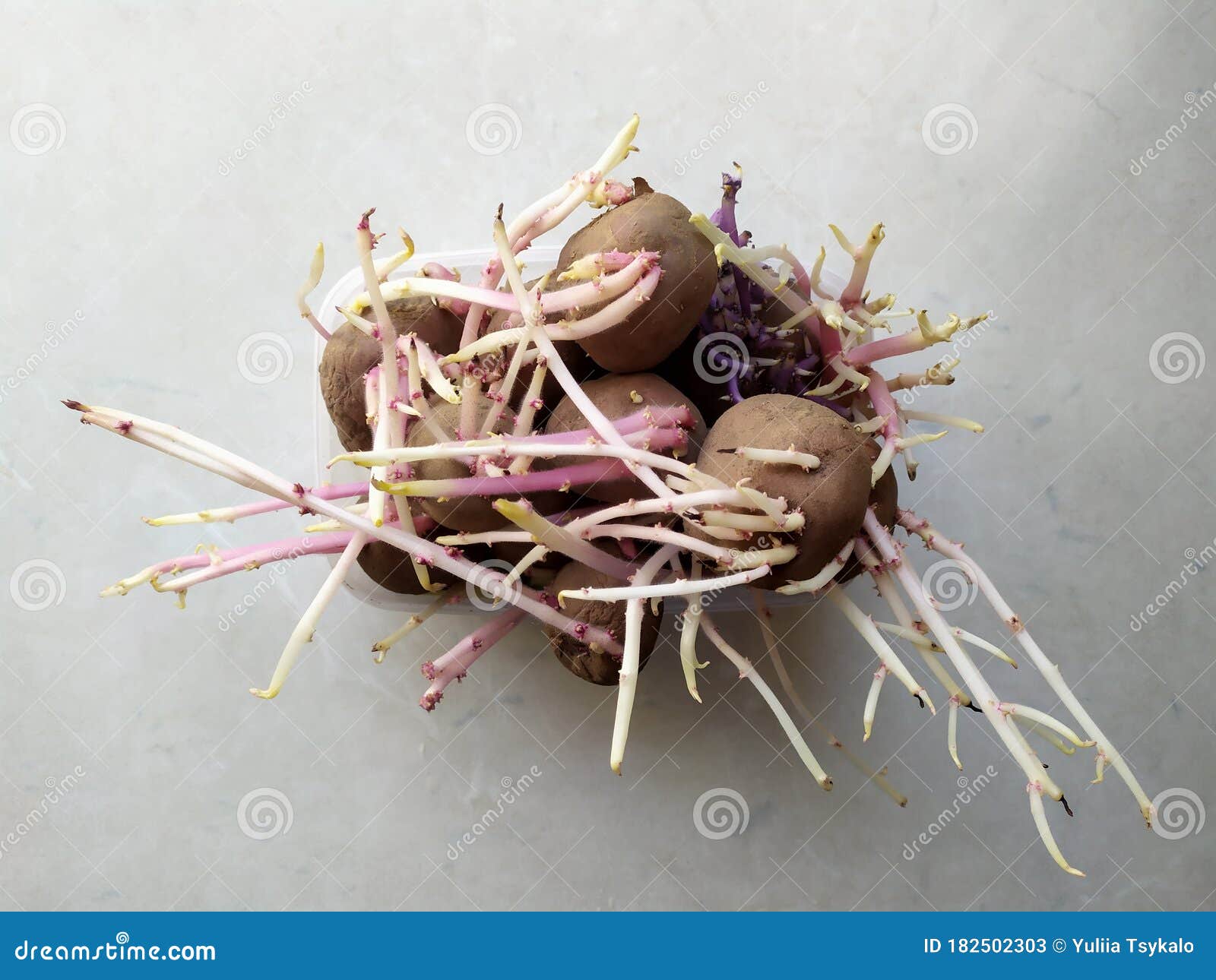 Potato. Potato with Roots. Raw Potato. Stock Image - Image of ripe ...