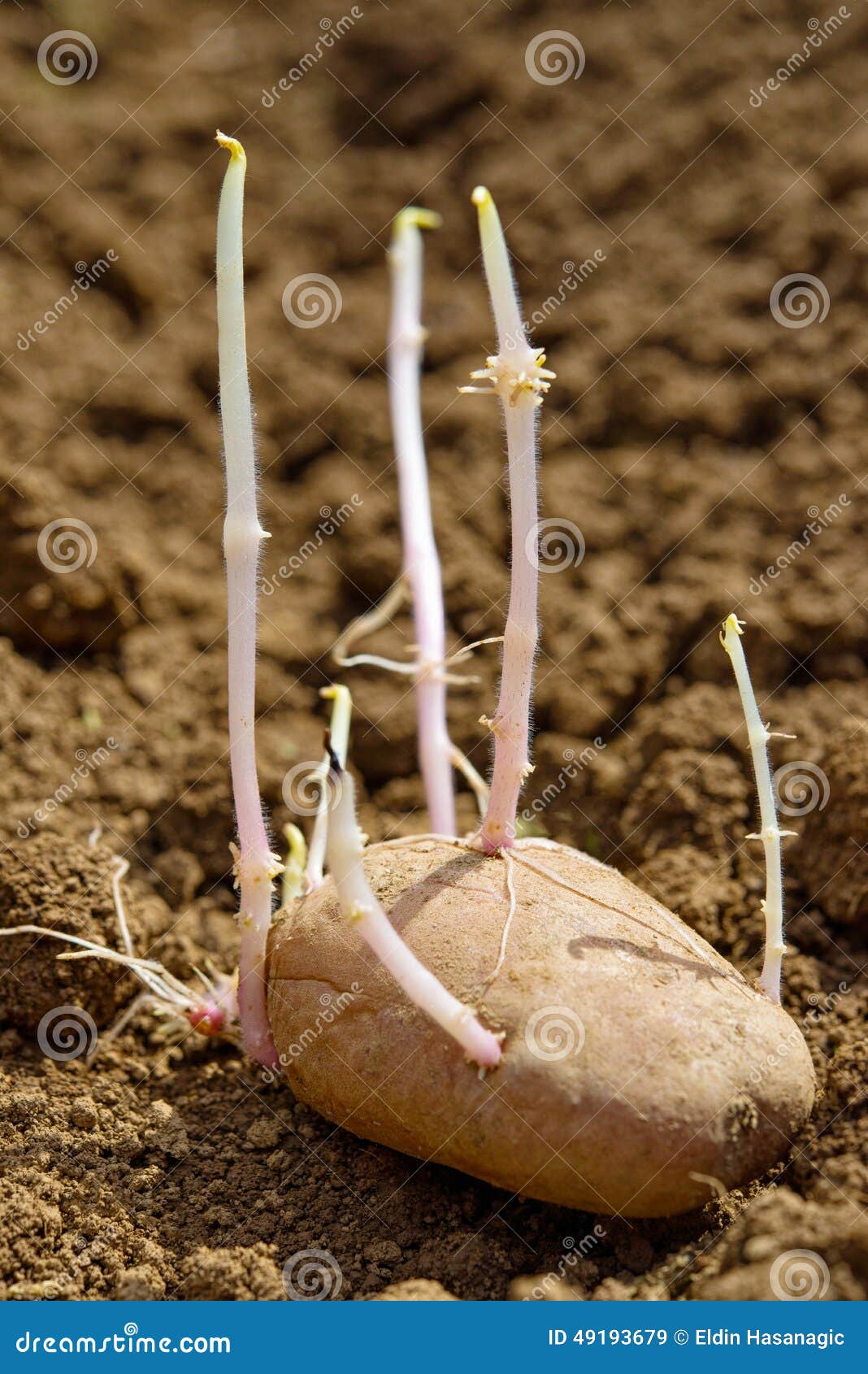 Potato with Roots stock image. Image of earth, brown - 49193679