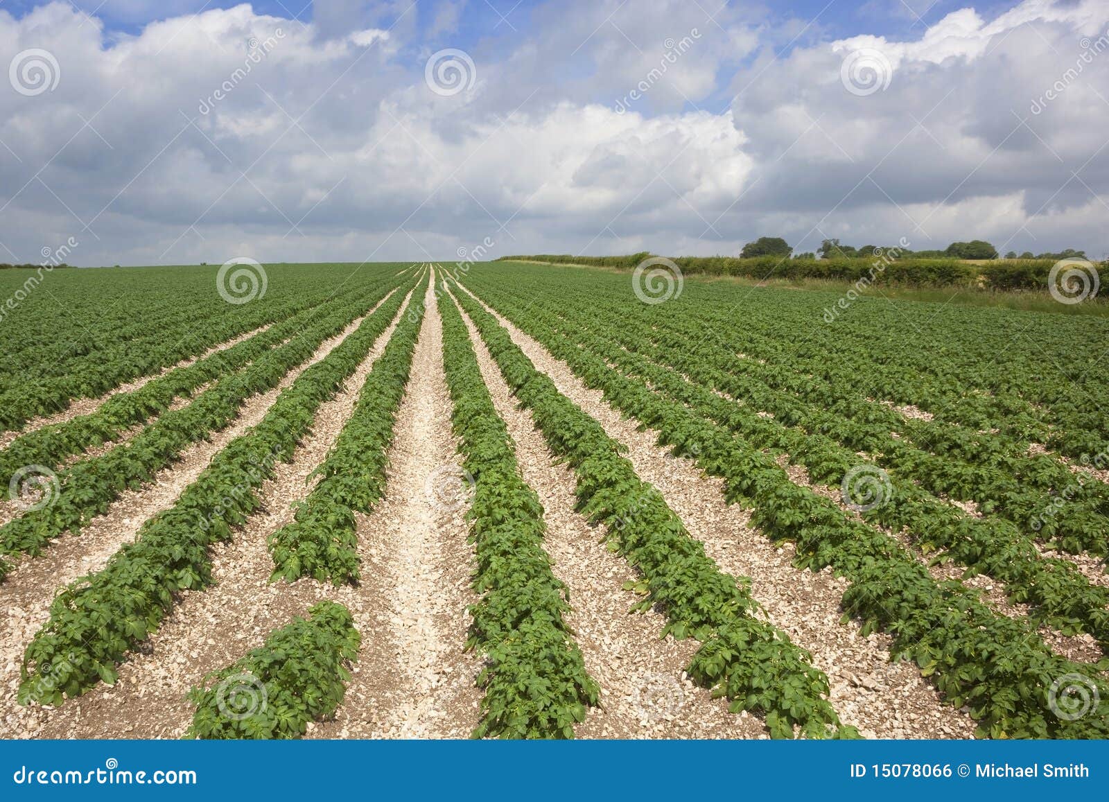 Potato rows stock photo. Image of countryside, farming - 15078066
