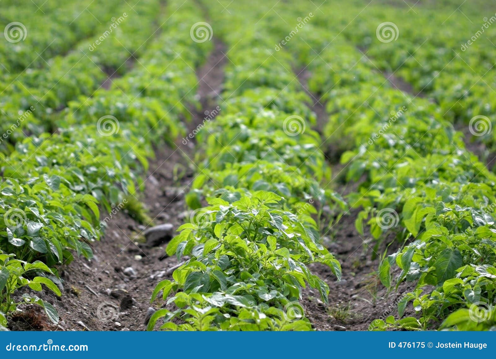 Potato Rows stock image. Image of cash, growing, produce - 476175